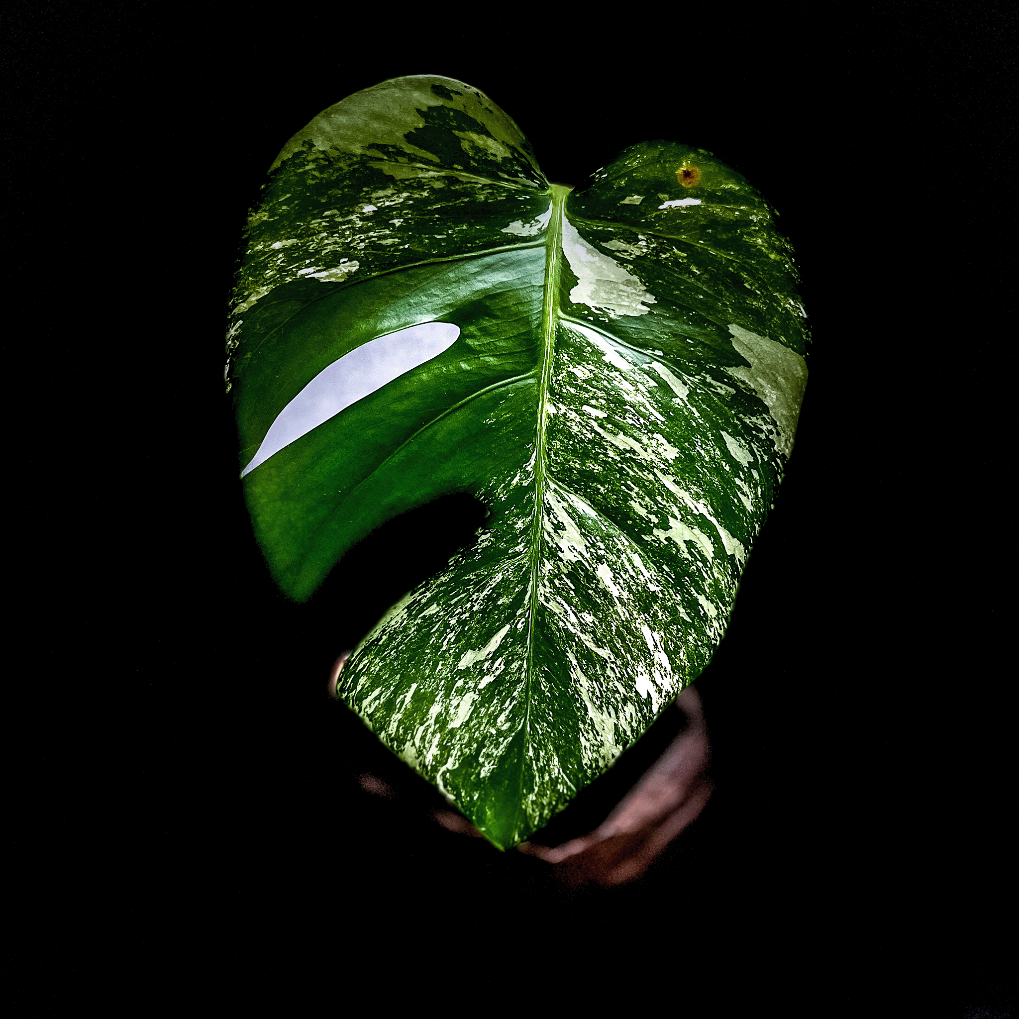 Monstera Deliciosa Albo Variegata | Monstera Albo – ProtoLeaf