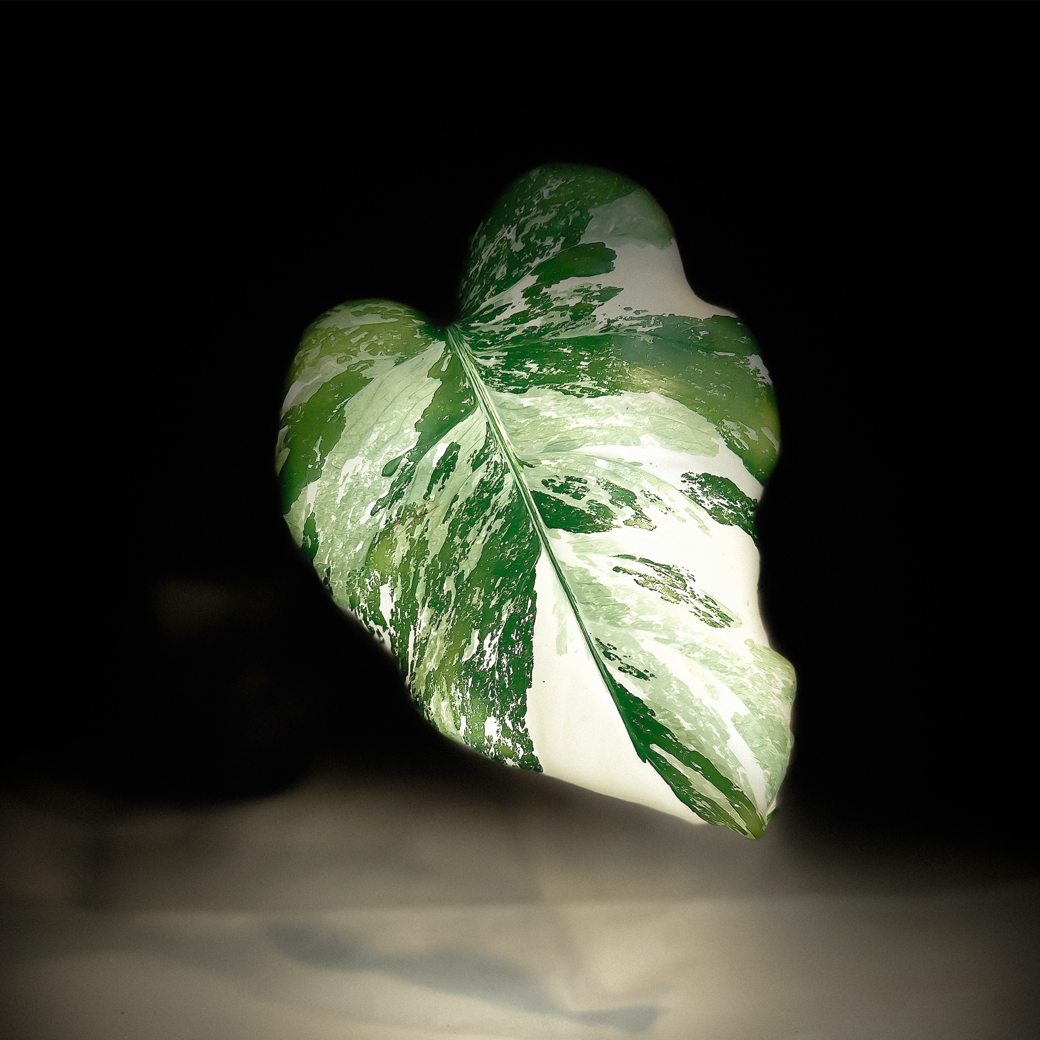 Monstera Deliciosa Albo Variegata | Monstera Albo – ProtoLeaf