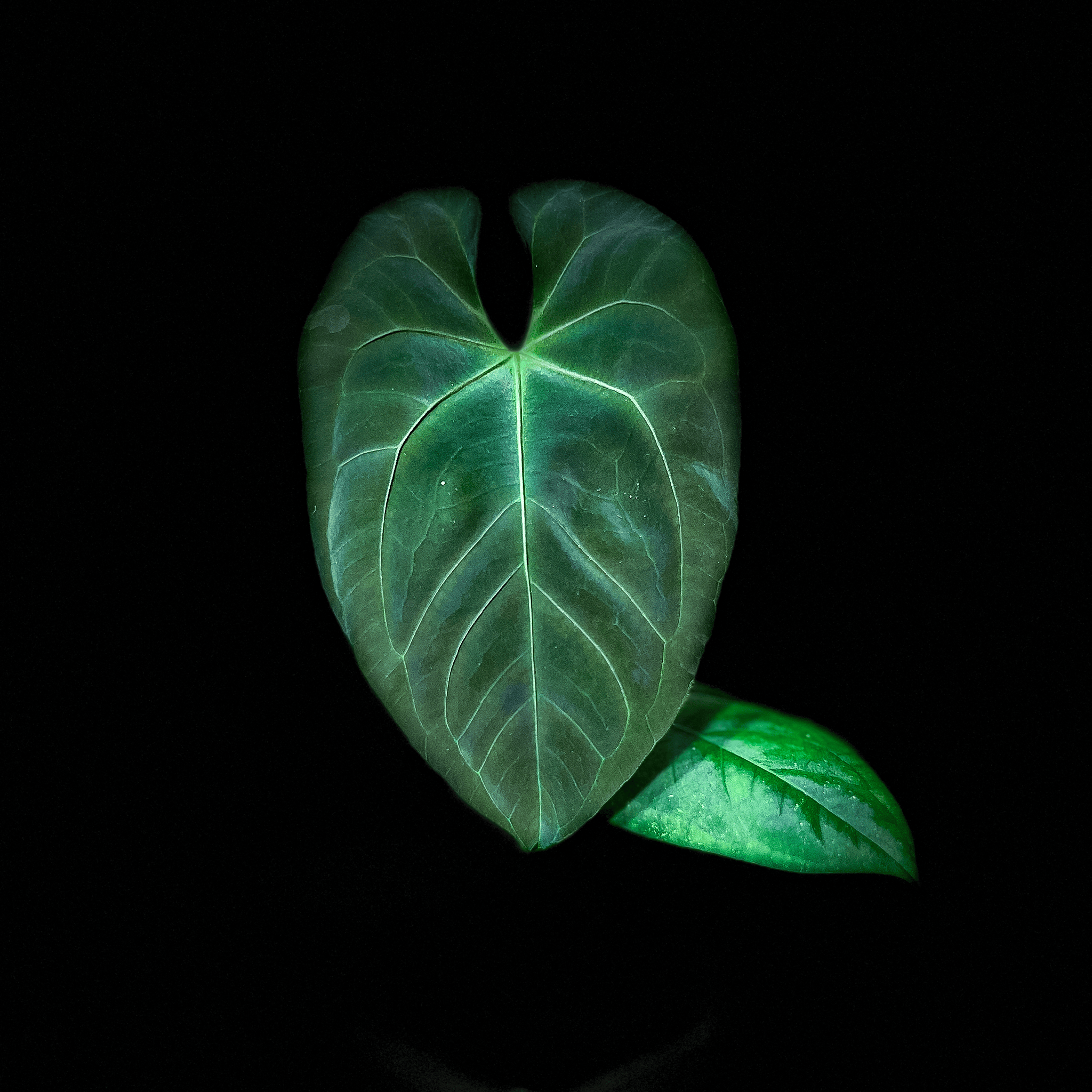 Anthurium Blue Papillilaminum Original |Anthurium Papillilaminum – ProtoLeaf