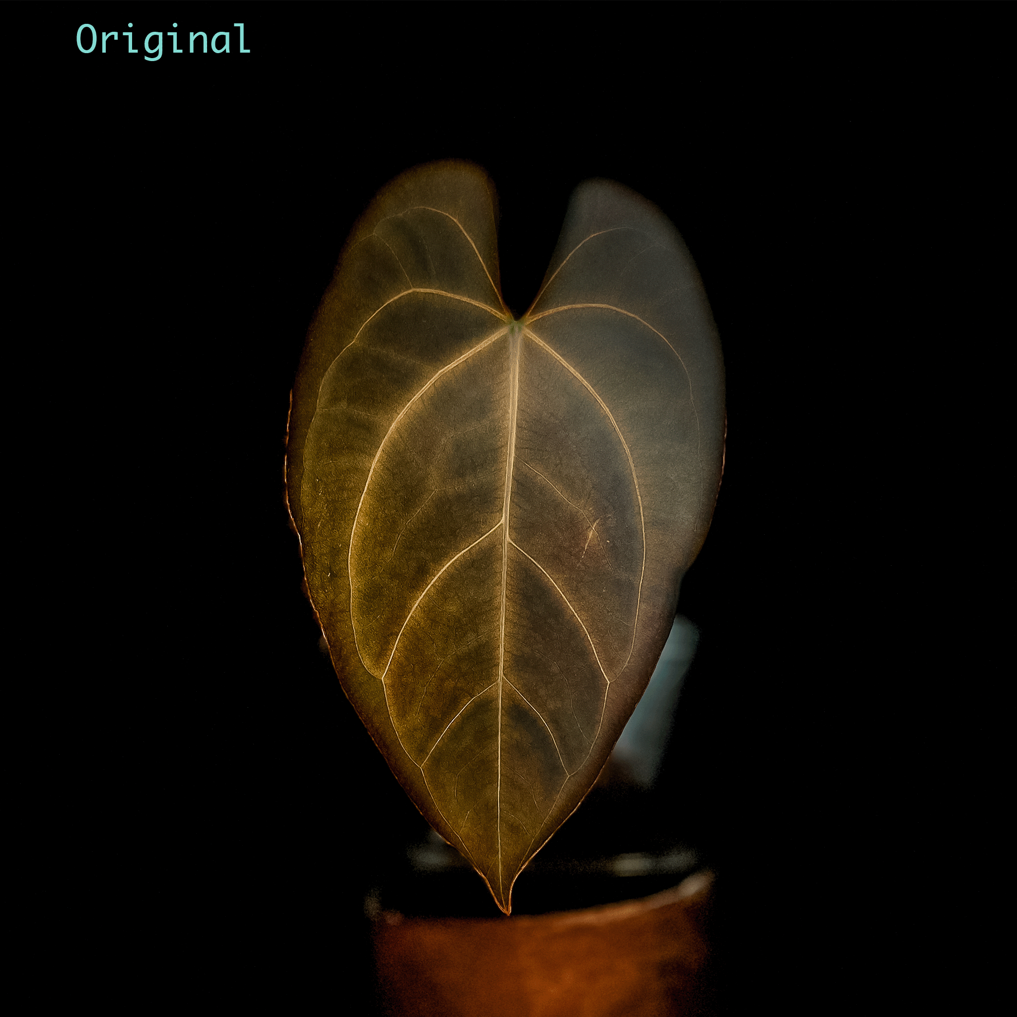 Anthurium Blue Papillilaminum Original |Anthurium Papillilaminum – ProtoLeaf