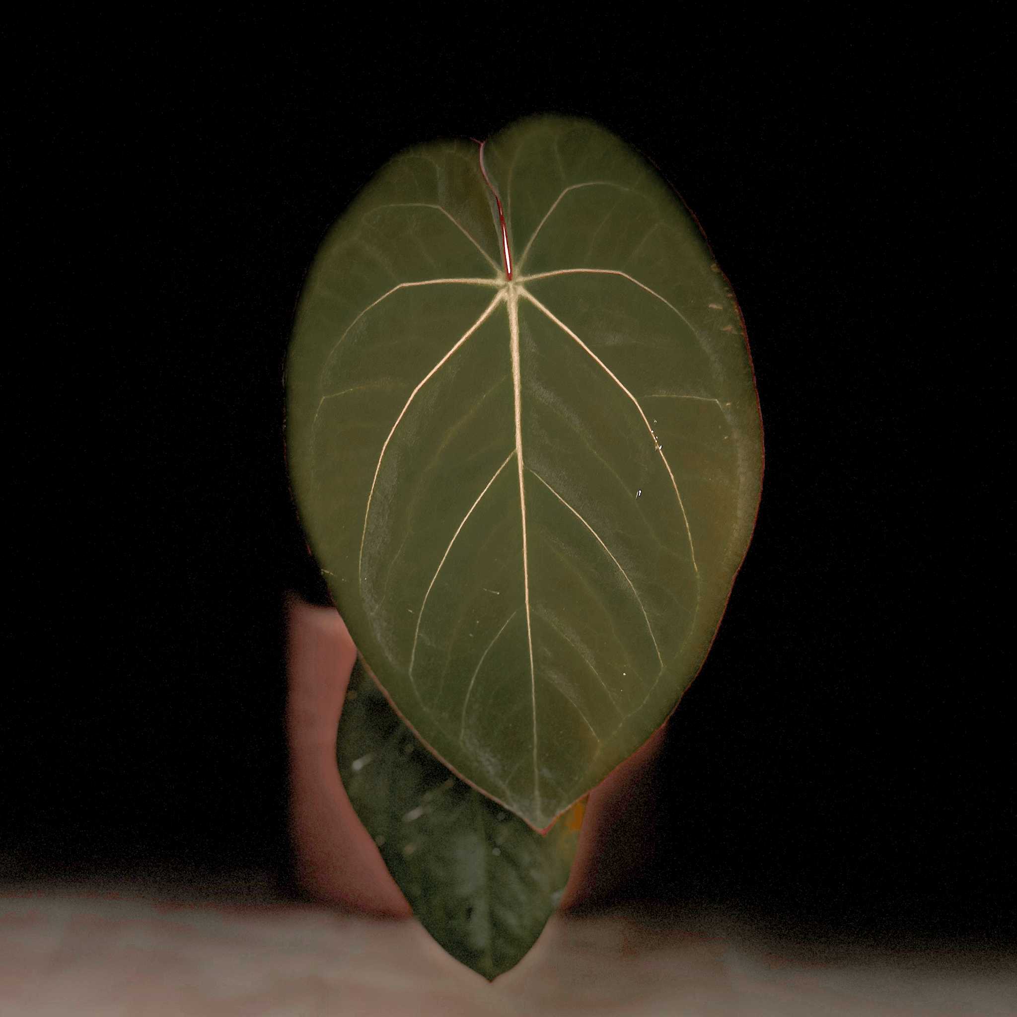 Anthurium Dark Phoenix | Buy Anthurium Online Canada – ProtoLeaf