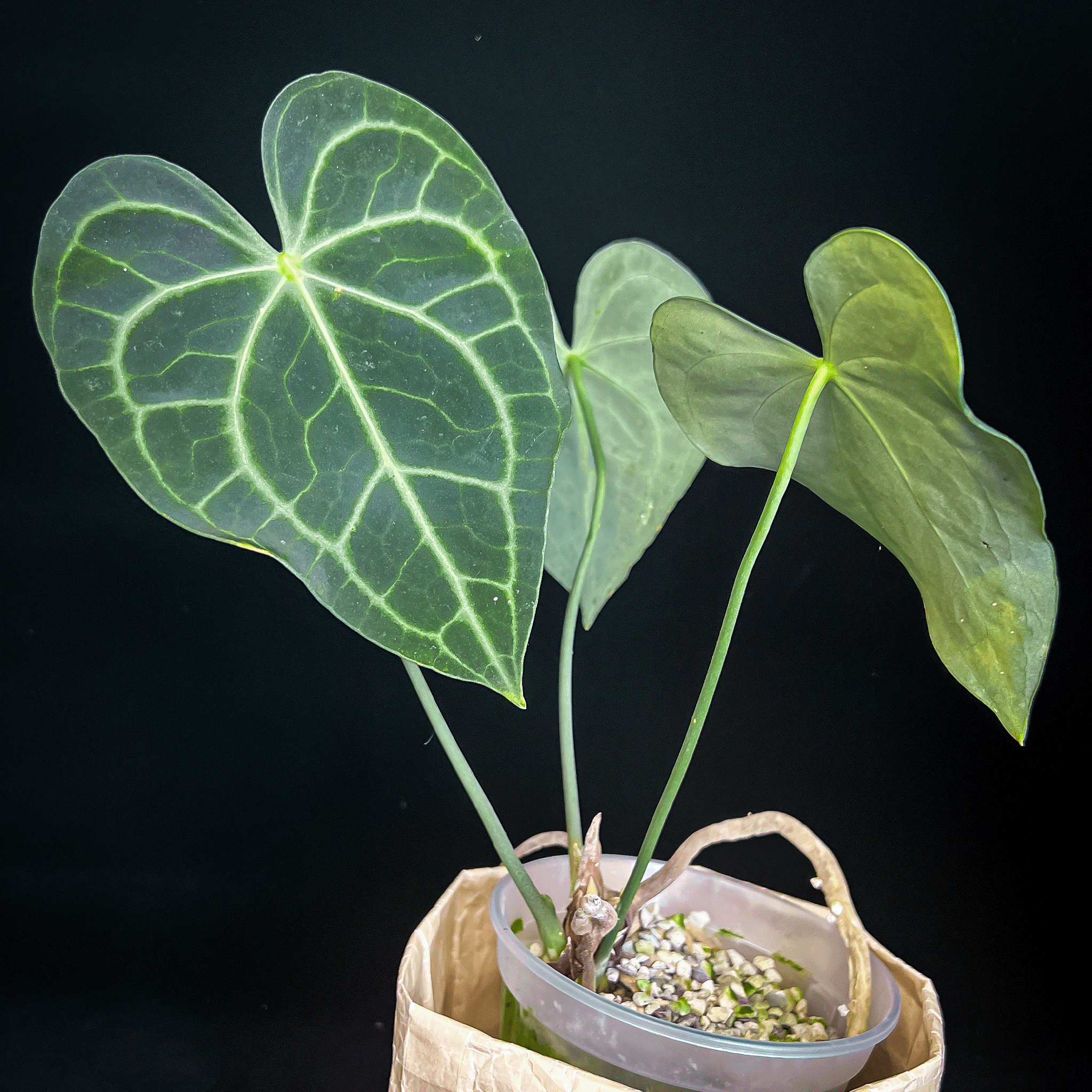 Anthurium Clarinervium | Buy Anthurium online Canada – ProtoLeaf