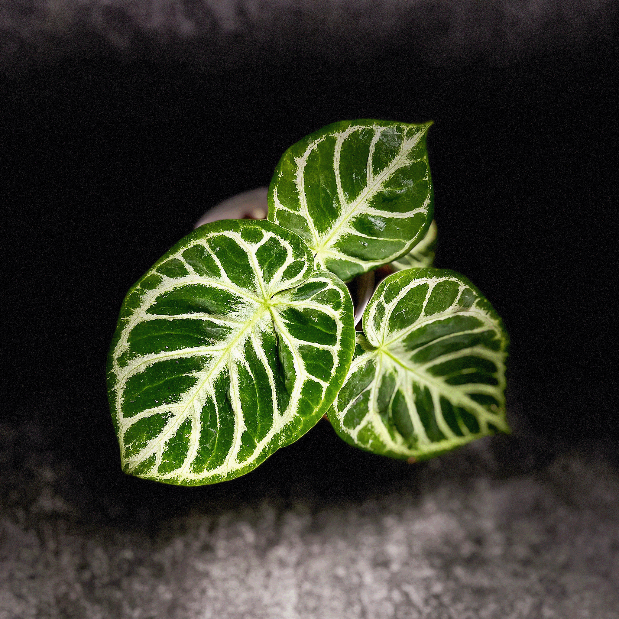 Anthurium Dorayaki | Anthurium Store – ProtoLeaf