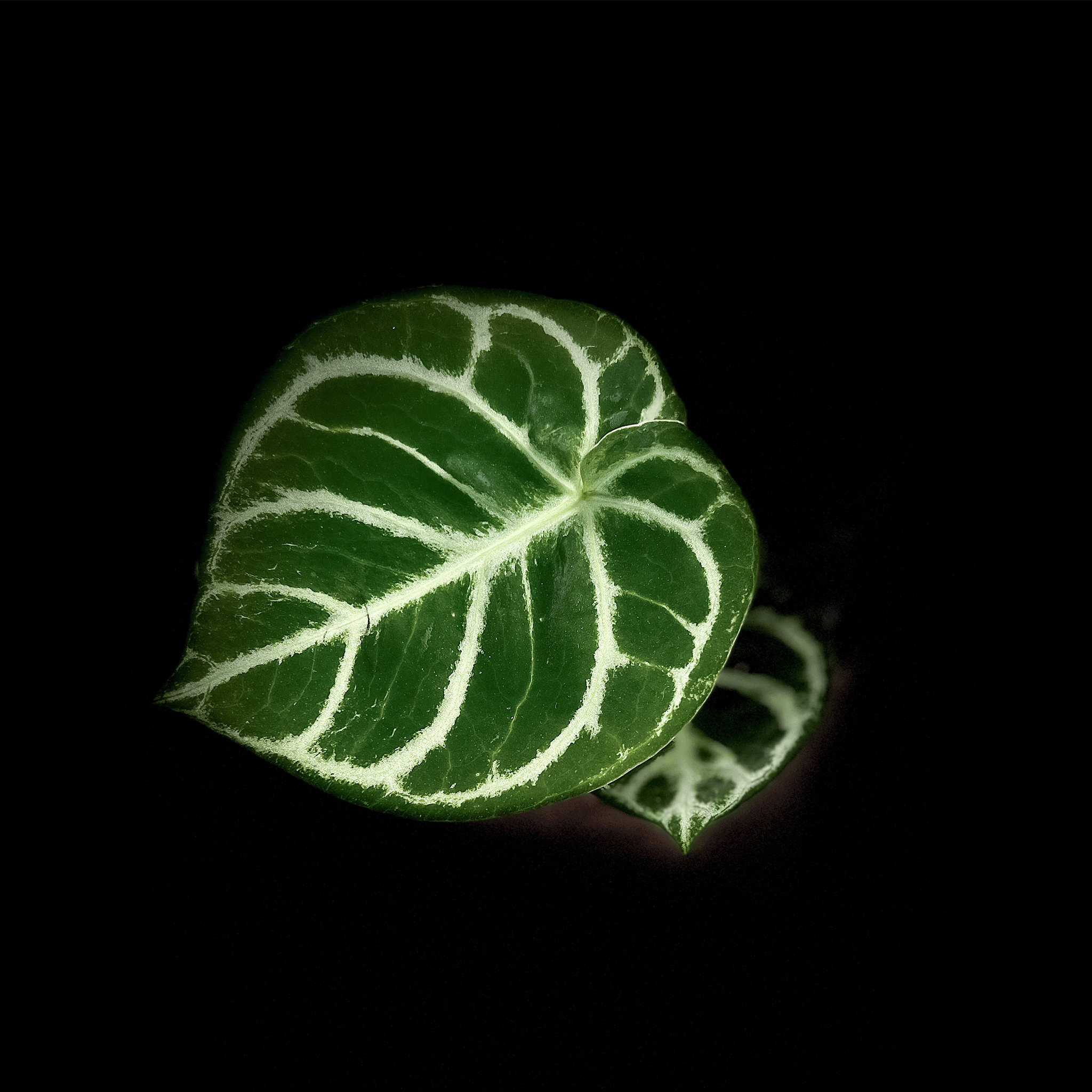 Anthurium Dorayaki | Anthurium Store – ProtoLeaf