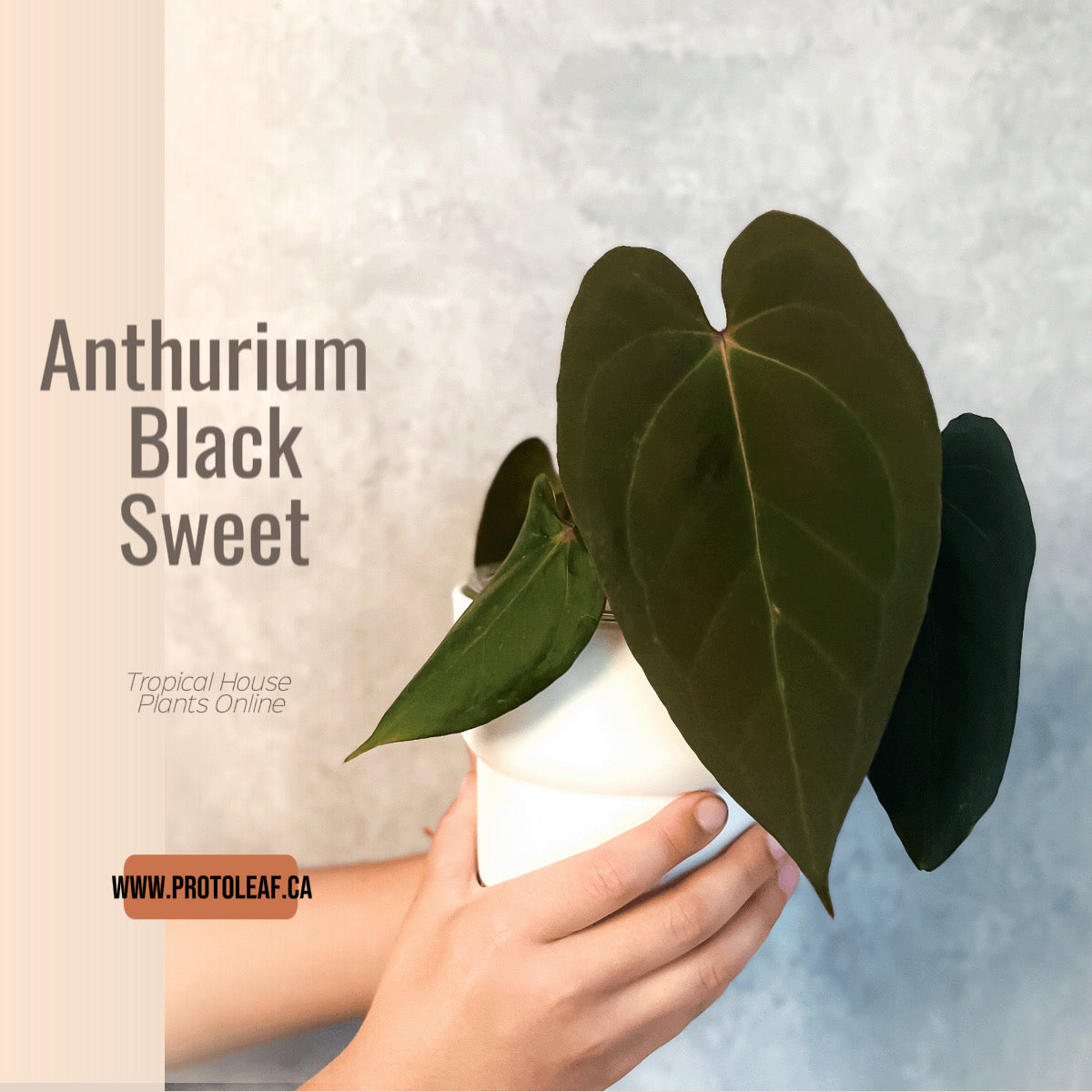 Anthurium Black Sweet – ProtoLeaf