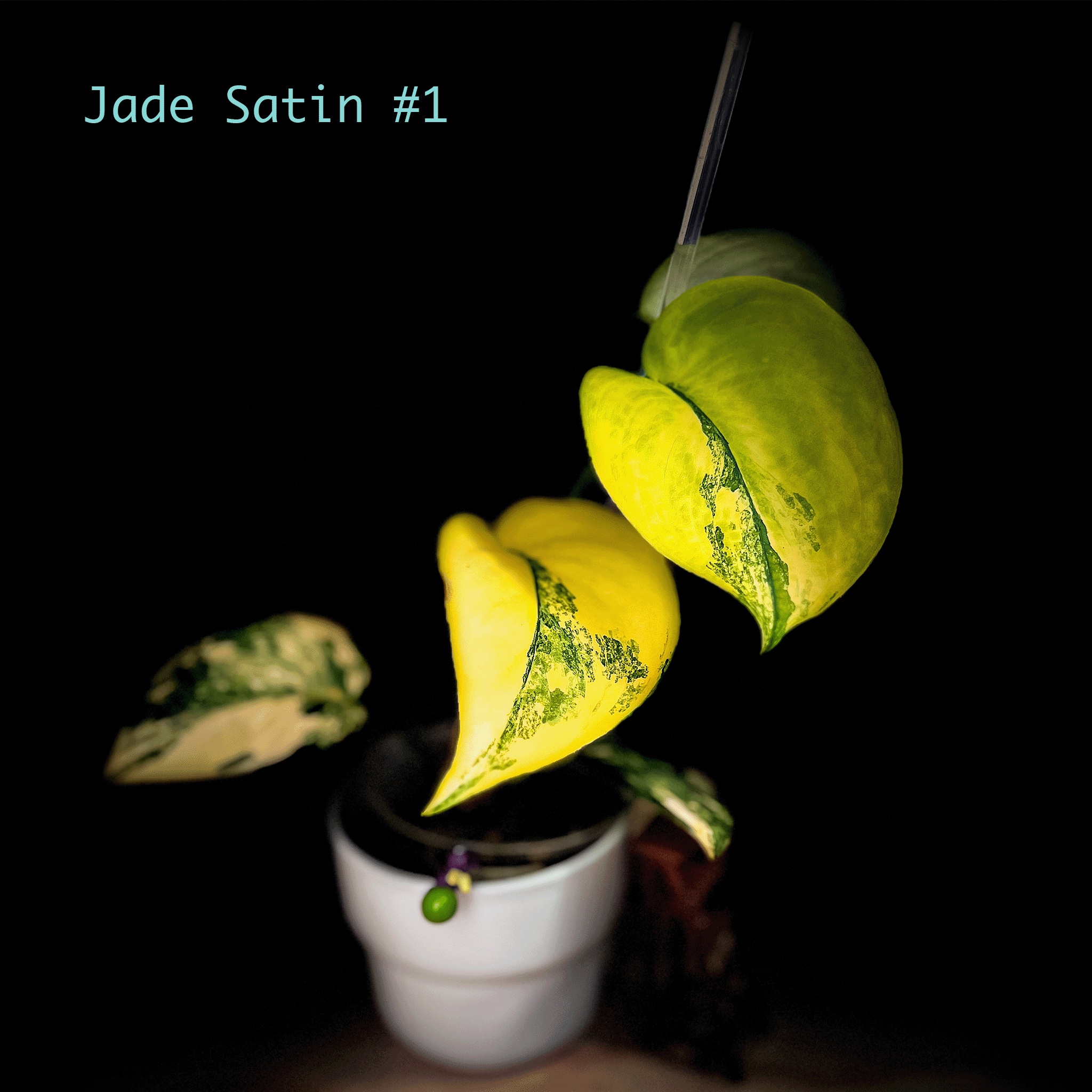 Scindapsus Jade Satin| Scindapsus jade satin variegated – ProtoLeaf