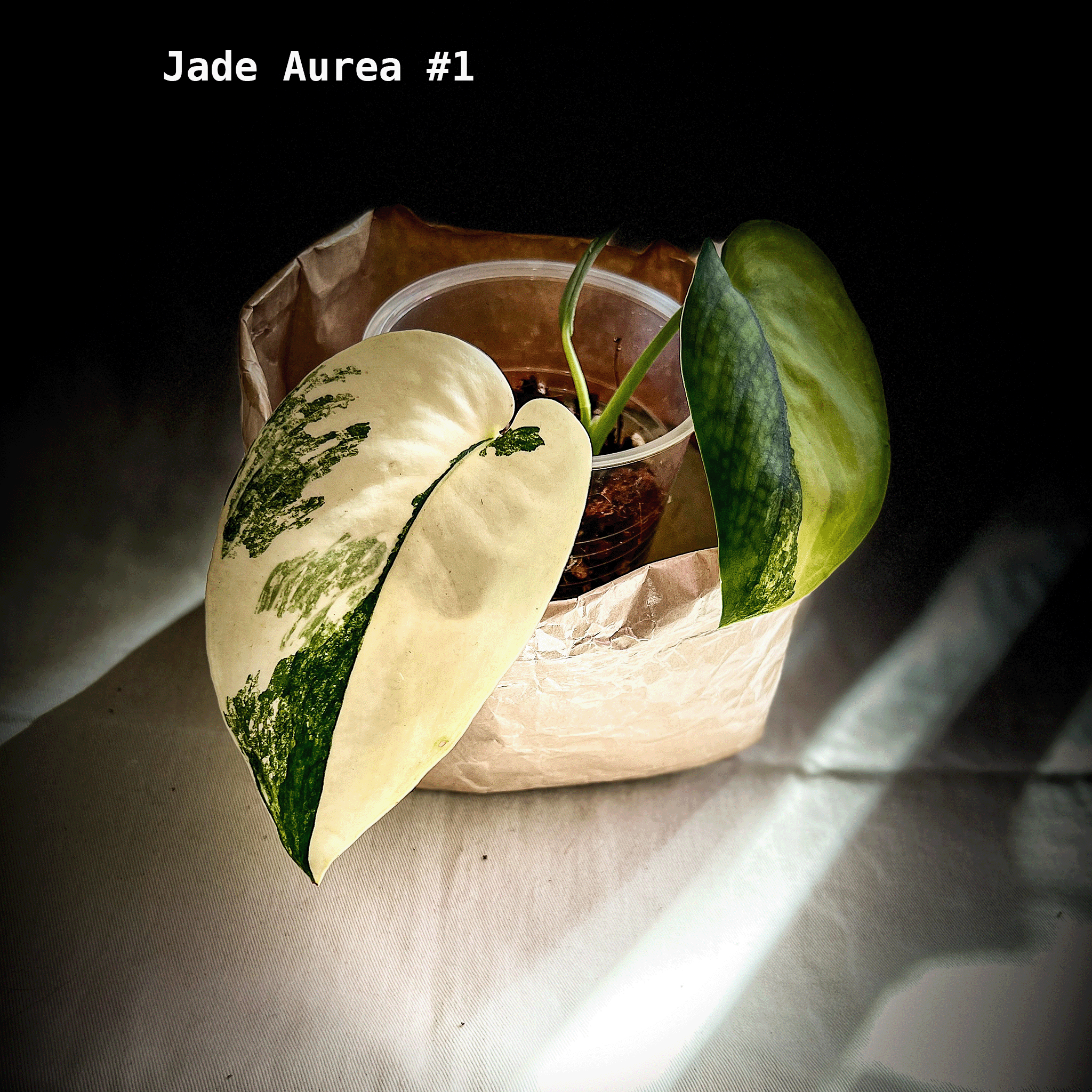 Scindapsus Jade Satin| Scindapsus jade satin variegated – ProtoLeaf