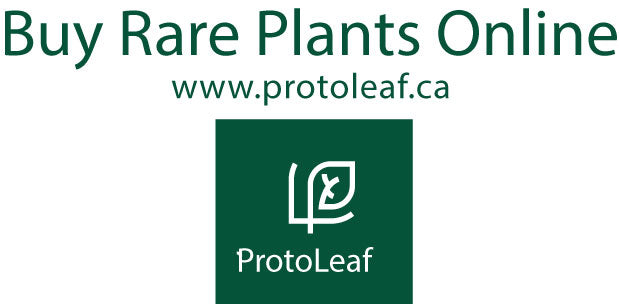 Plant Care Hacks & Prime Plant Picks – ProtoLeaf
