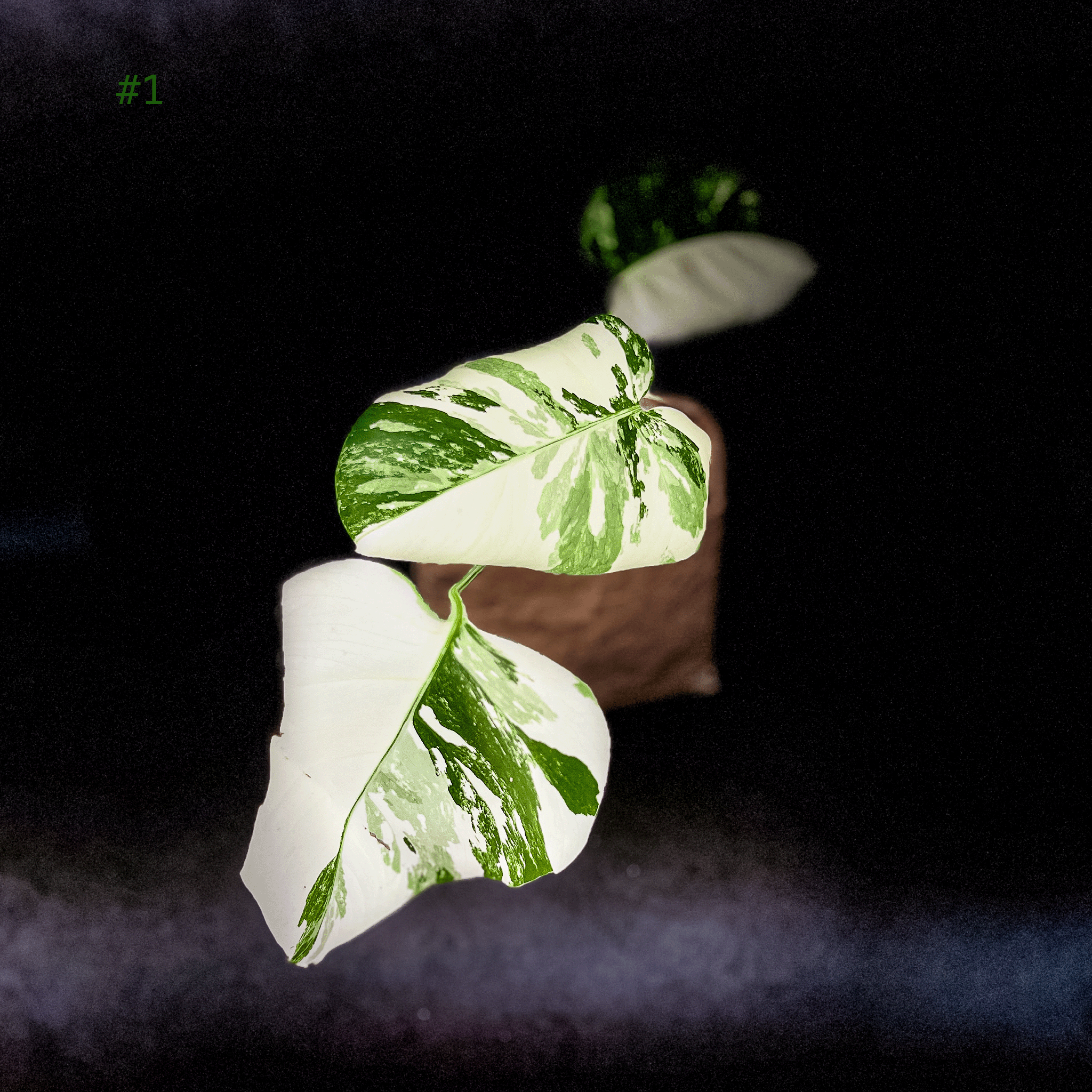 Monstera Deliciosa Albo Variegata | Monstera Albo – ProtoLeaf