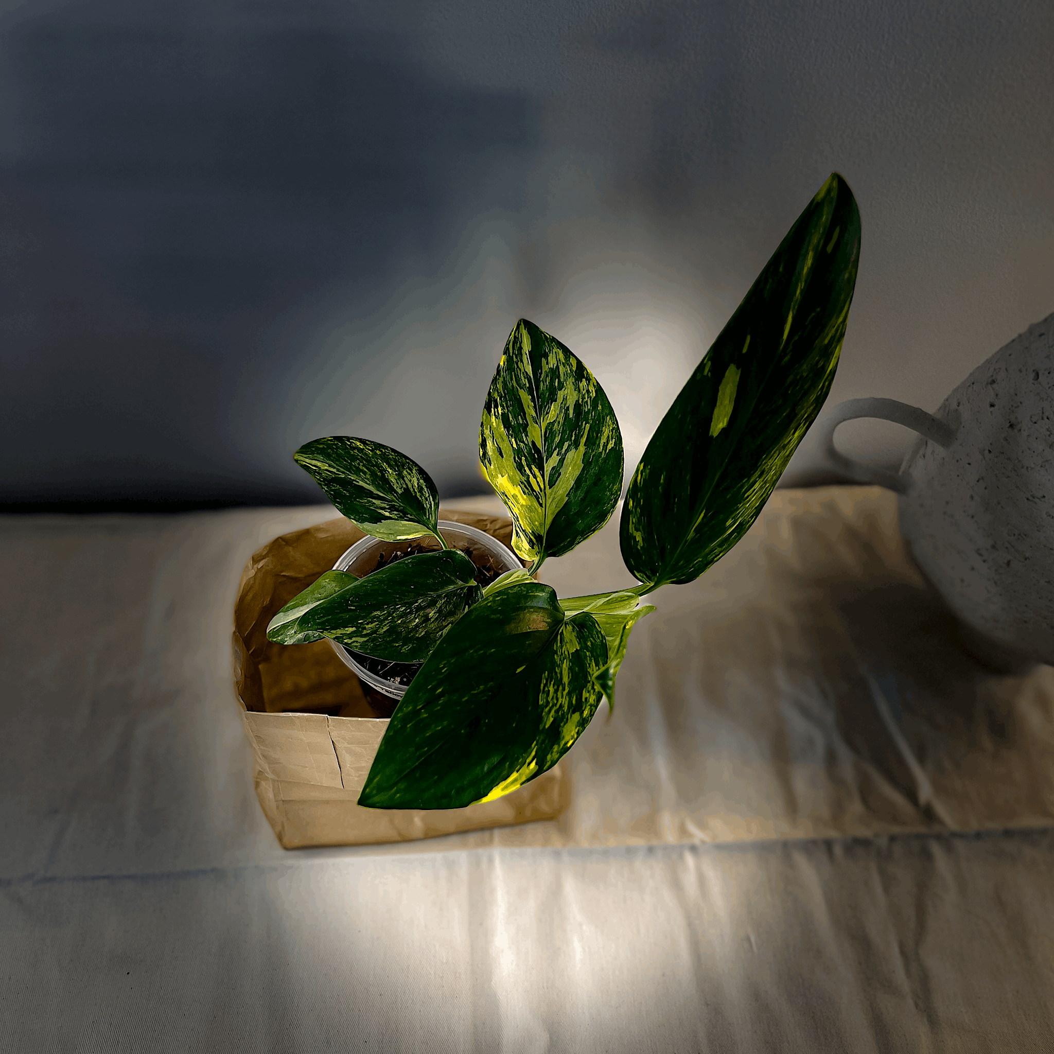 Monstera Standleyana Aurea | Monstera Standleyana – ProtoLeaf