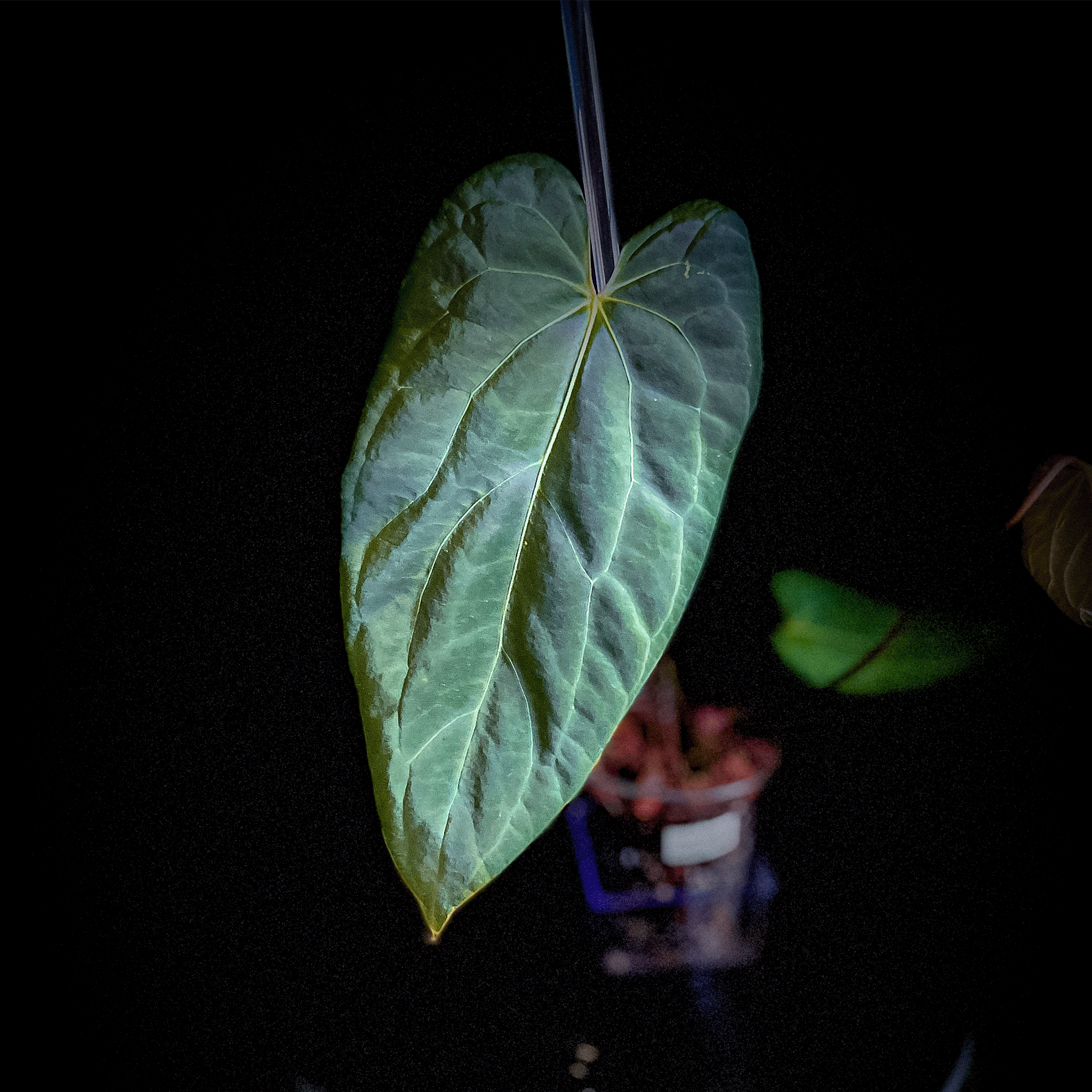 Anthurium Blue Papillilaminum Original |Anthurium Papillilaminum – ProtoLeaf