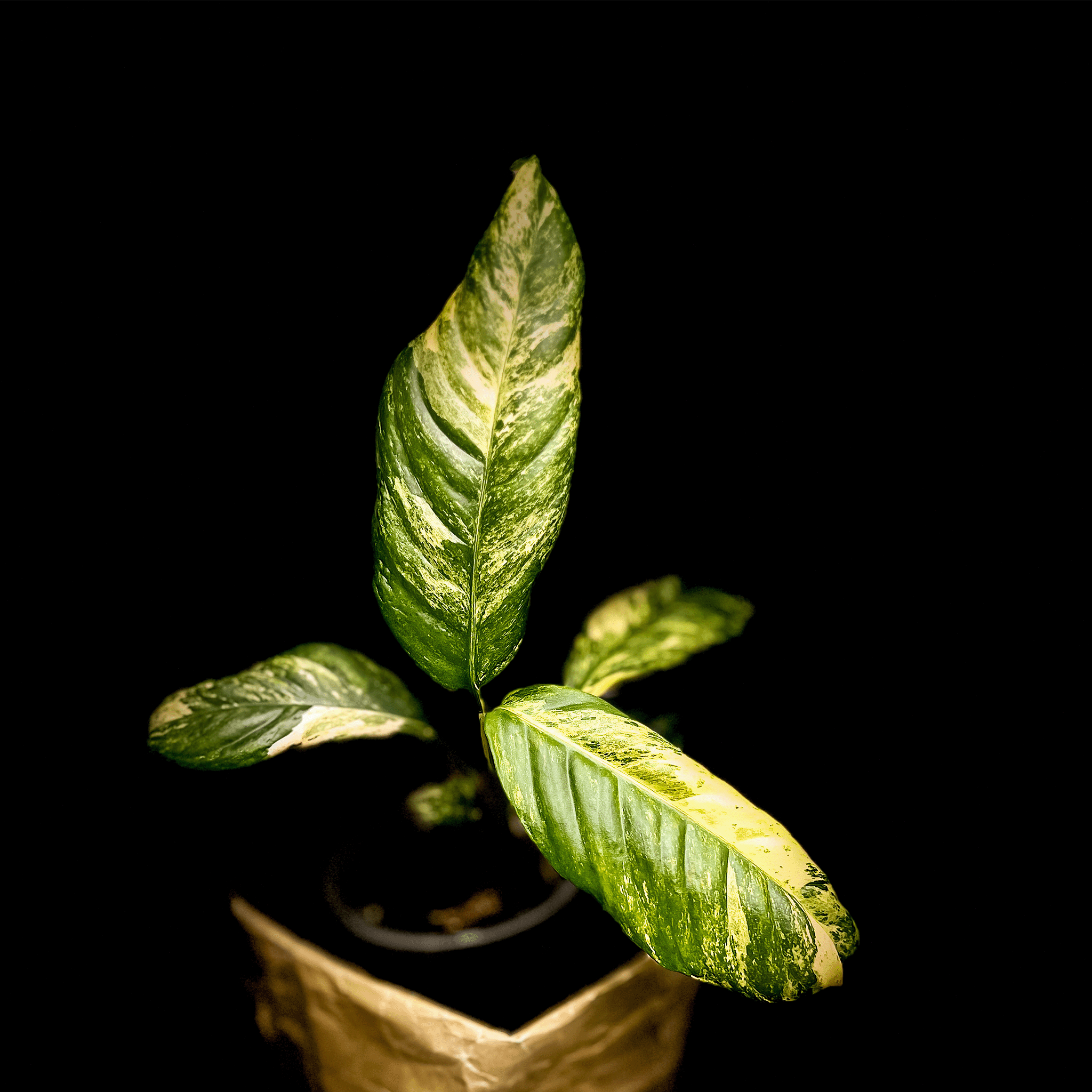 Rhaphidophora Puberula Variegated – ProtoLeaf