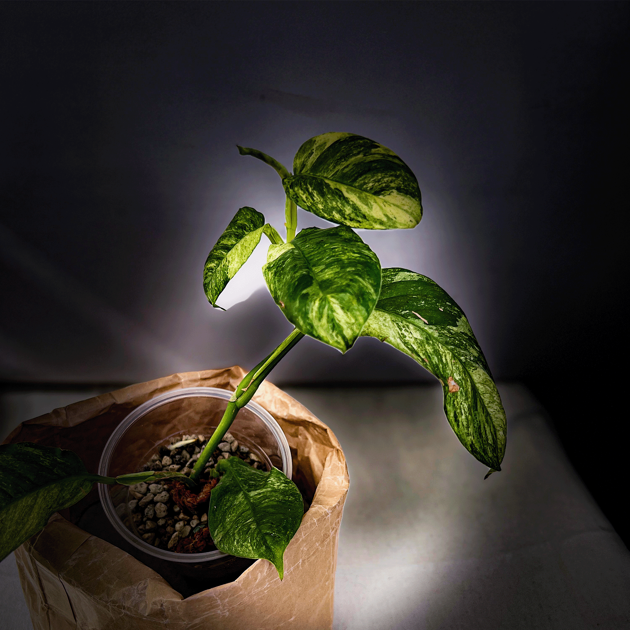 Rhaphidophora Puberula Variegated – ProtoLeaf