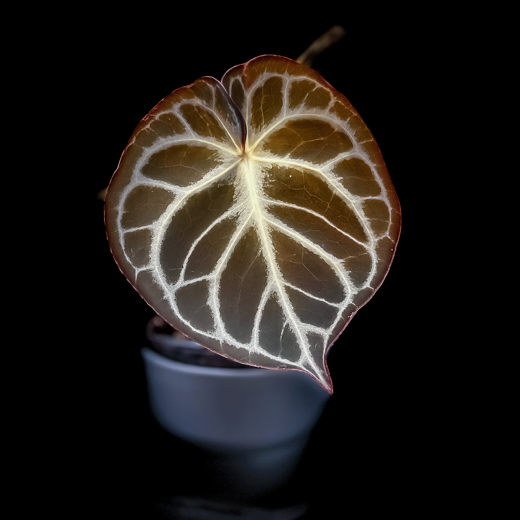 Anthurium Red Crystallinum | Buy Anthurium Canada – ProtoLeaf