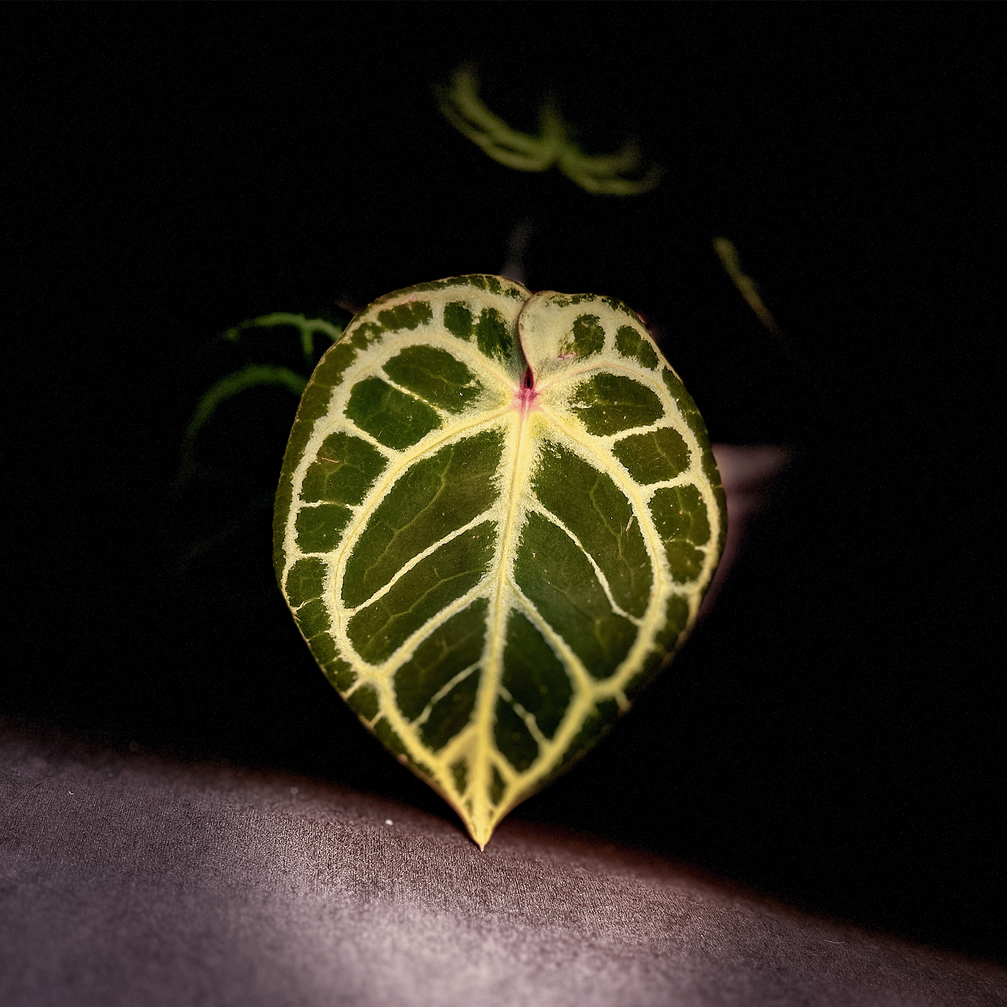 Anthurium Red Crystallinum | Buy Anthurium Canada – ProtoLeaf