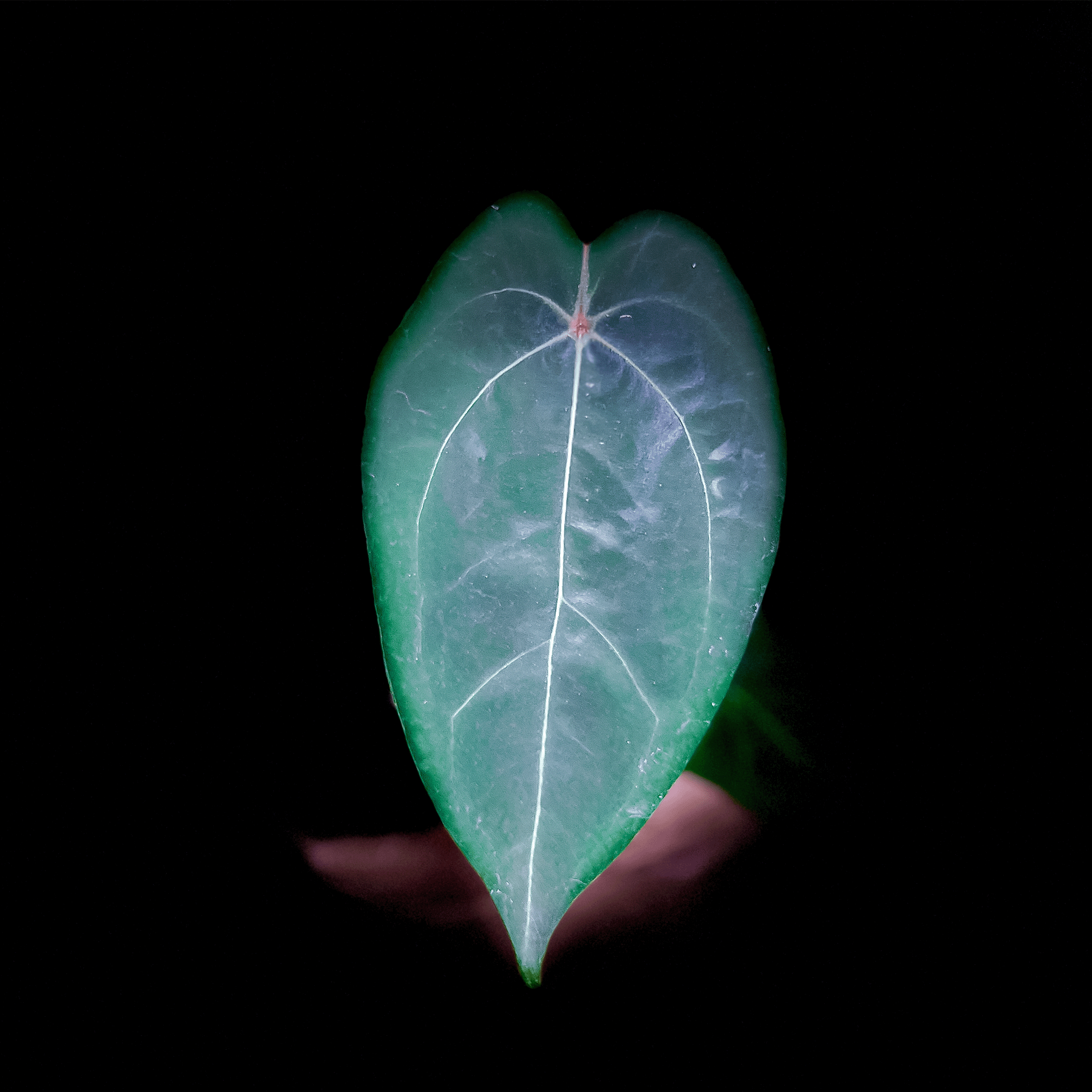 Anthurium Red Spider – ProtoLeaf