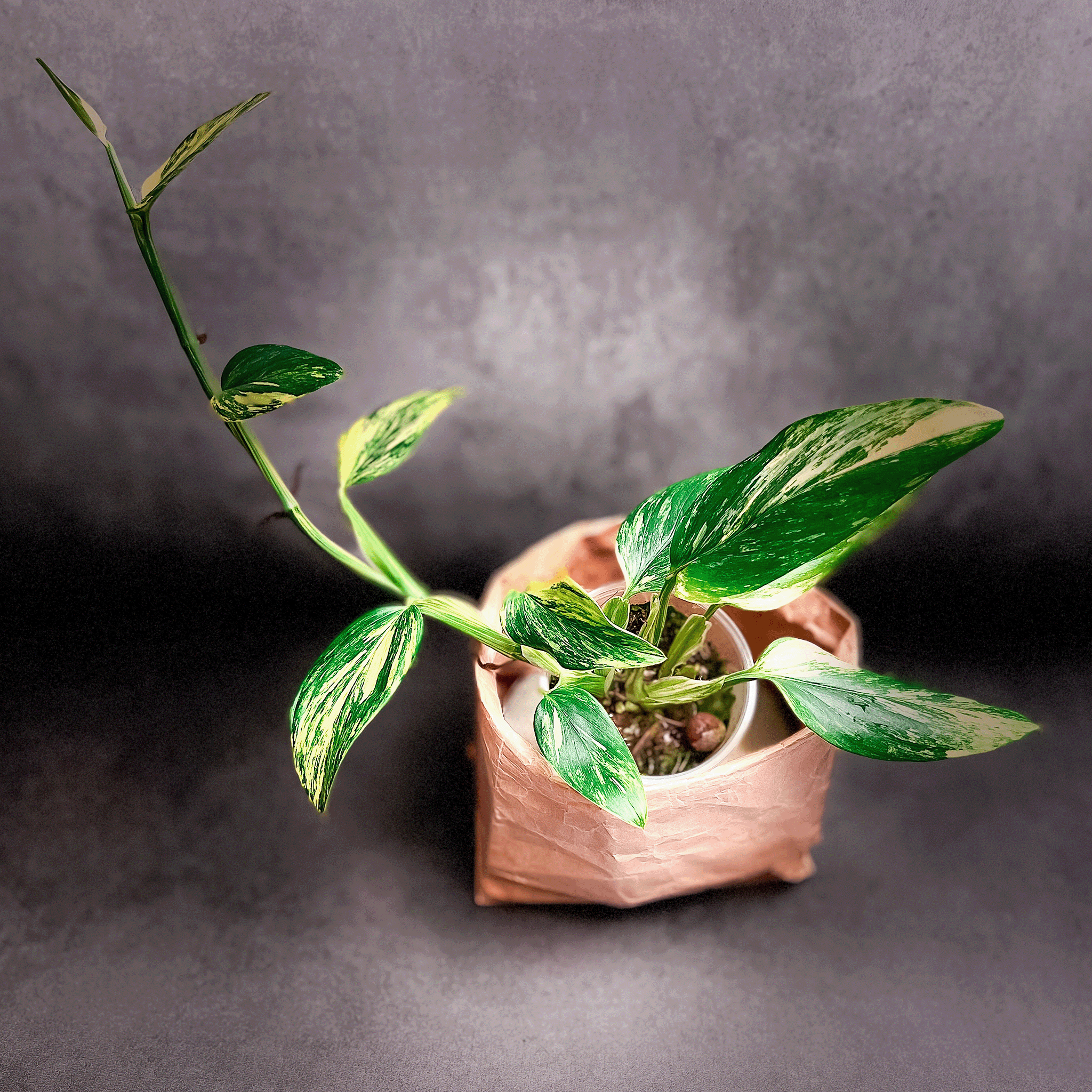 Monstera Standleyana Aurea | Monstera Standleyana – ProtoLeaf