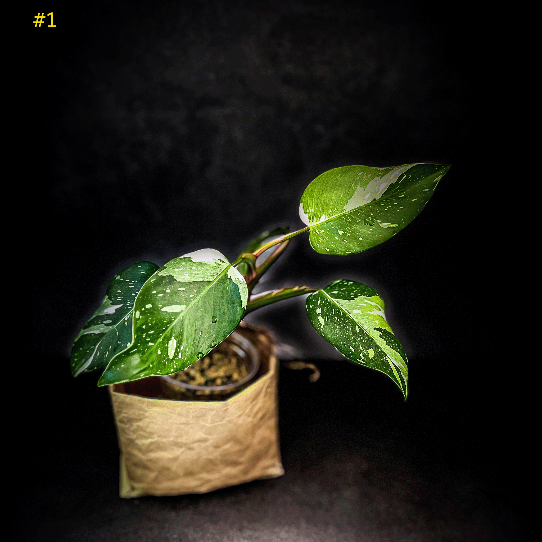 Philodendron White Princess – ProtoLeaf