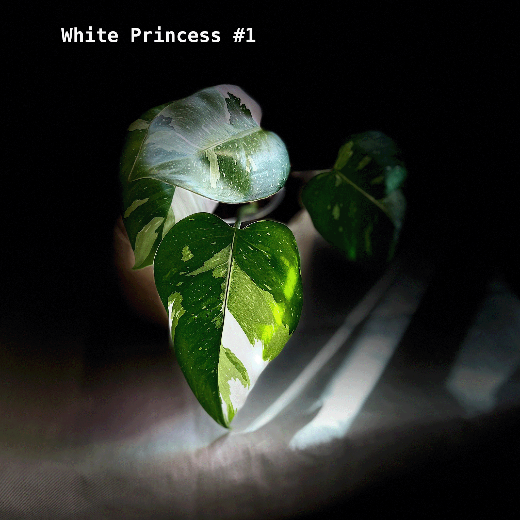 Philodendron White Princess – ProtoLeaf