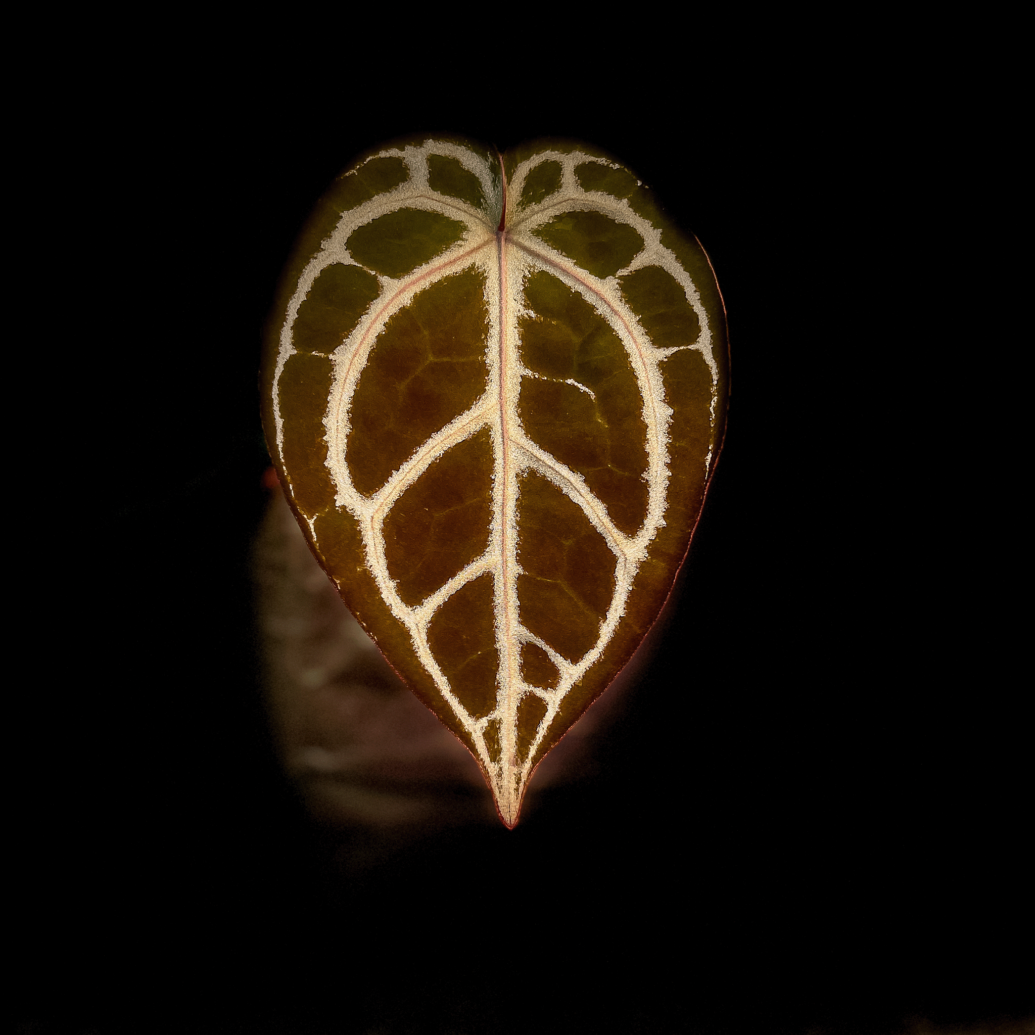 ANTHURIUM MICHELLE X ZARA | Best Anthurium Store – ProtoLeaf