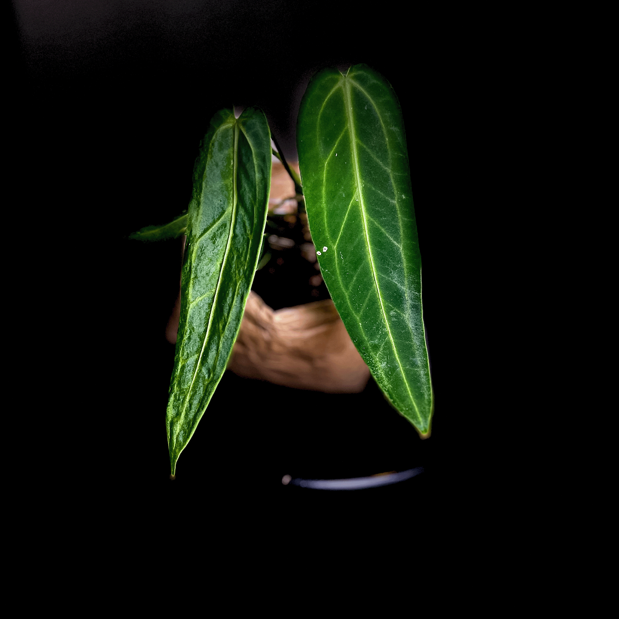 Anthurium Warocqueanum – ProtoLeaf