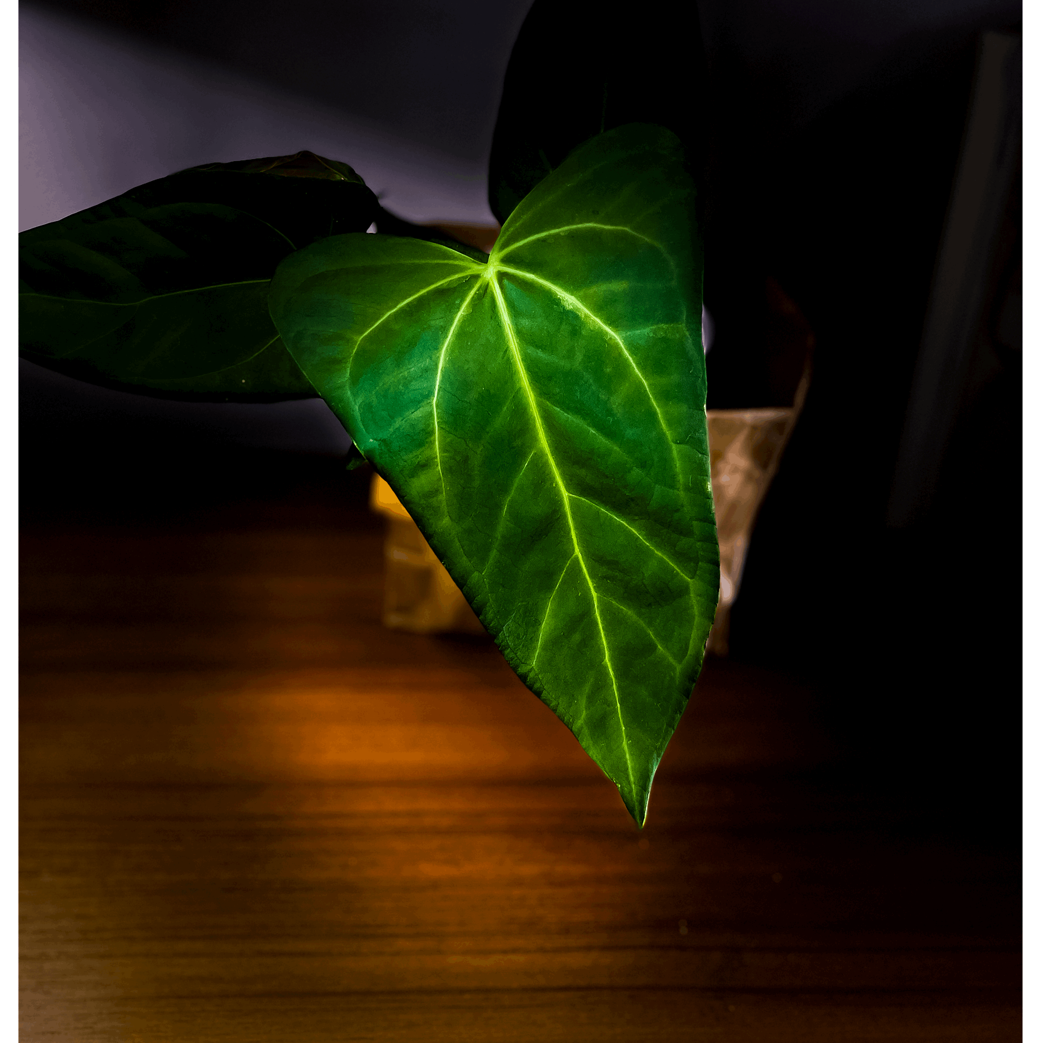 Anthurium Velvet Moira | Plant Store – ProtoLeaf