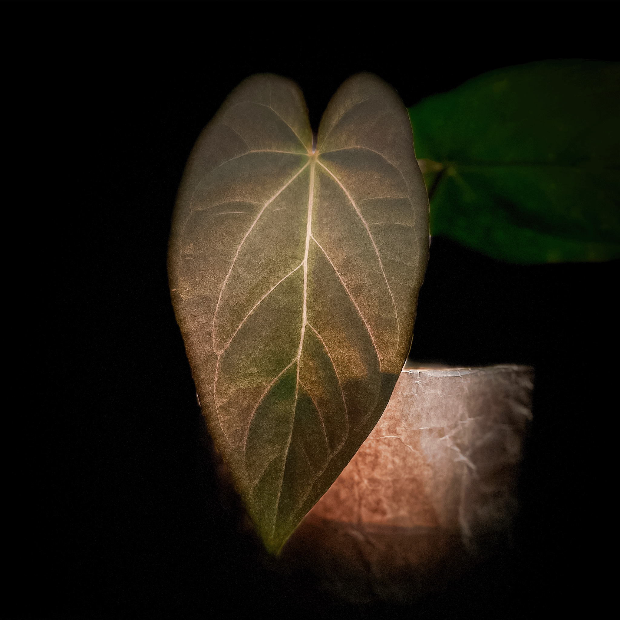 Anthurium Papillilaminum X1 x Darkest Panama – ProtoLeaf