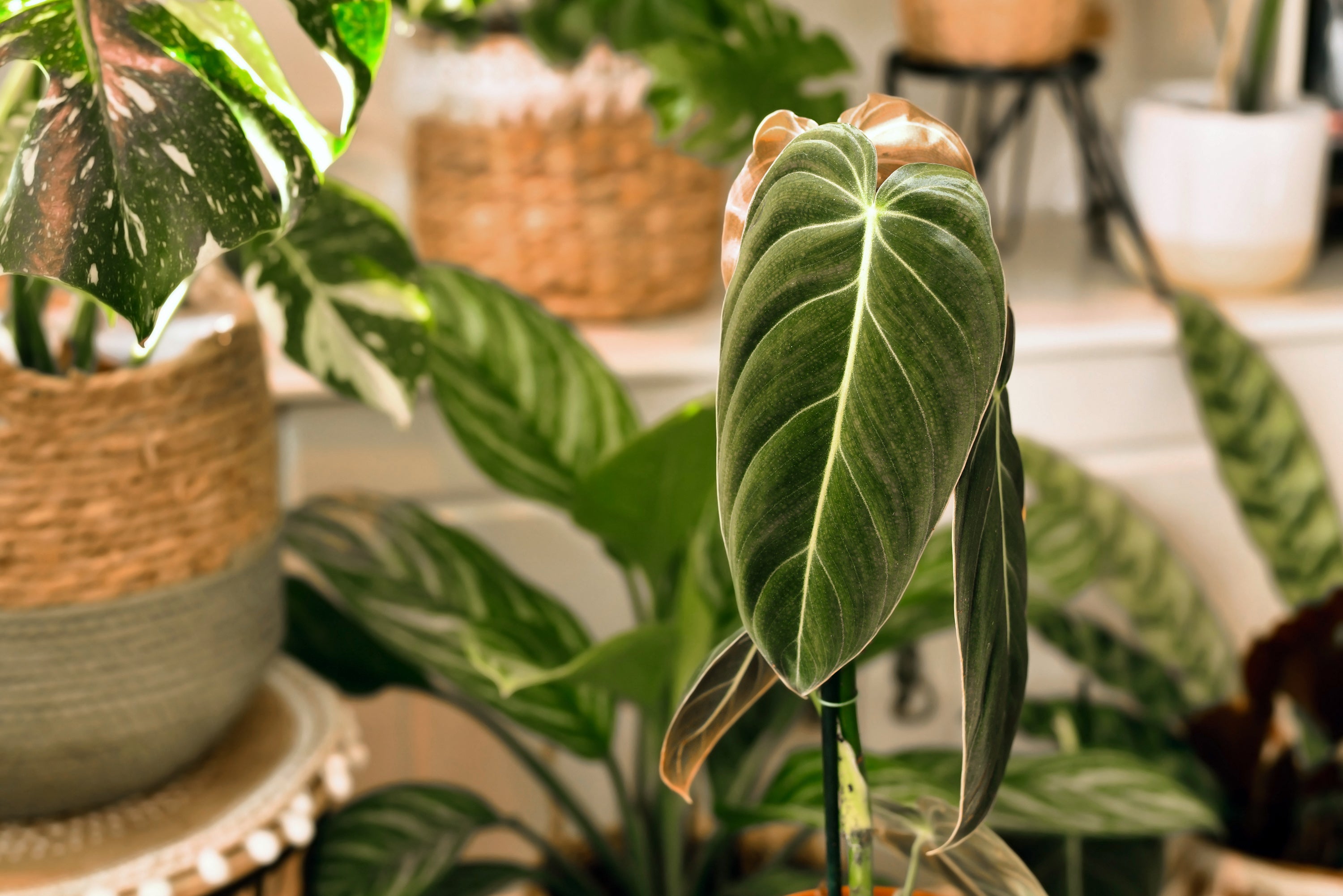 Tropical Plants Online Canada |Plant Store|Anthurium Store Canada – ProtoLeaf