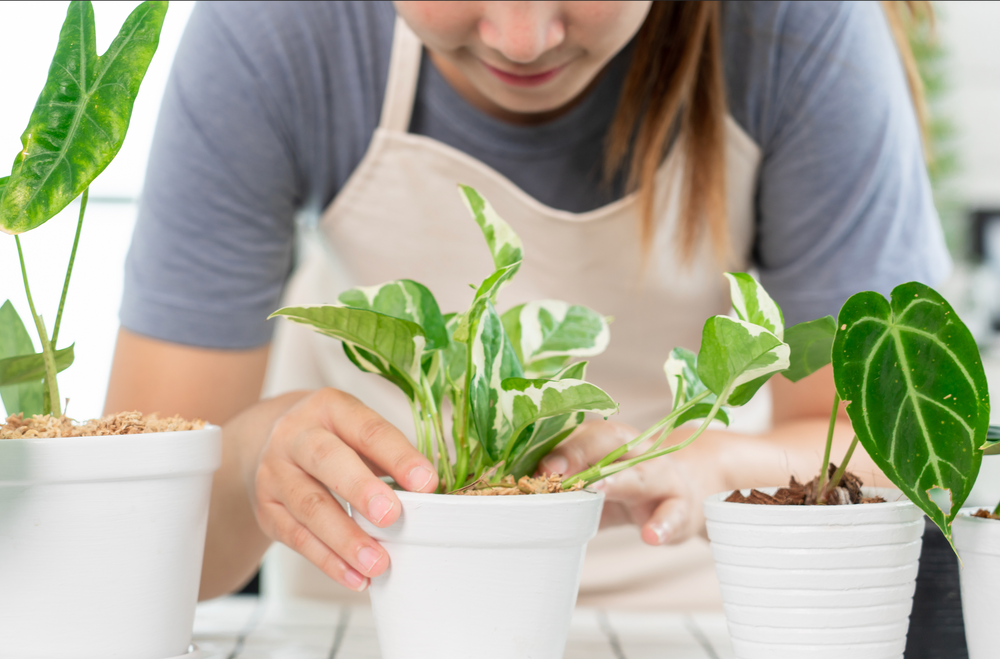 Tropical Plants Online Canada |Plant Store|Best Anthurium Store Canada – ProtoLeaf