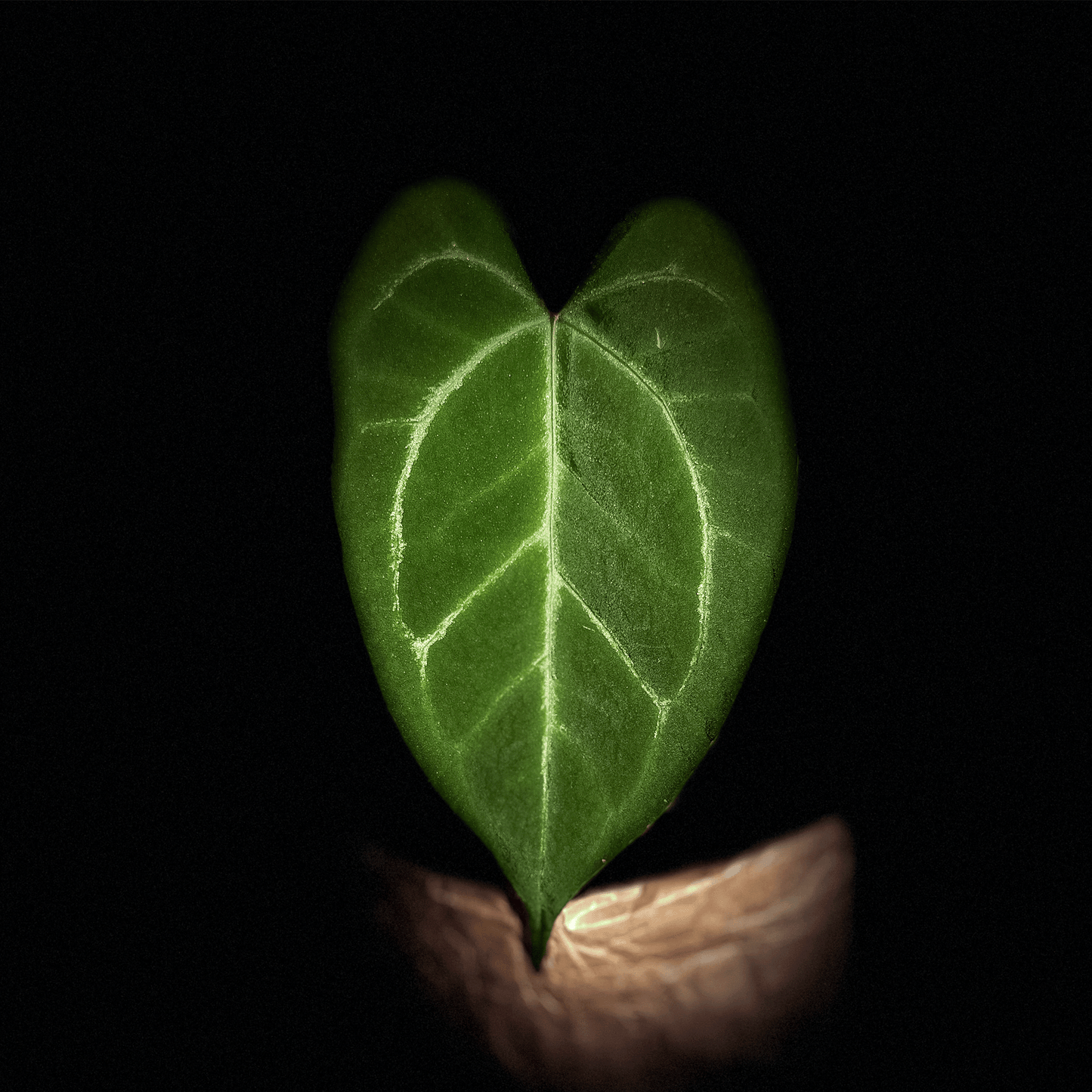 Anthurium Papillilaminum x 'Ace of Spades' – ProtoLeaf