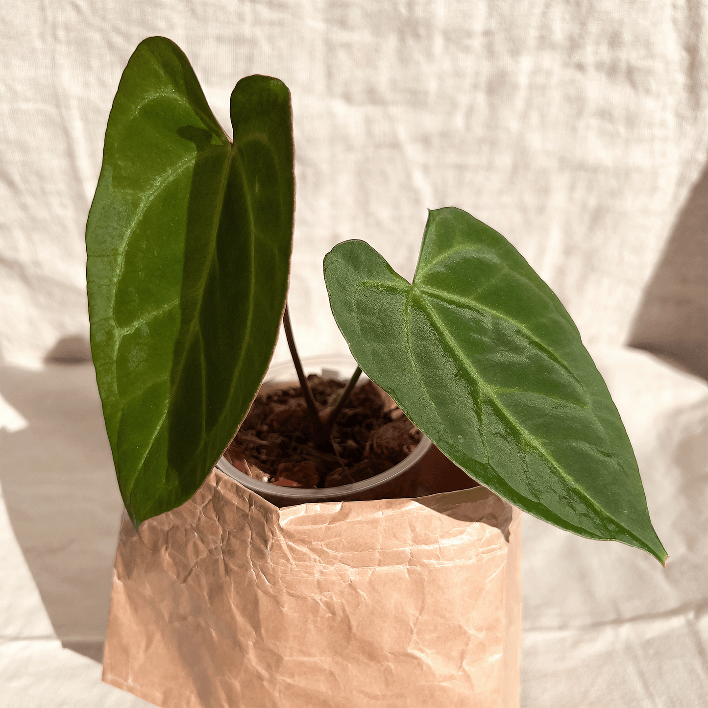 Anthurium Papillilaminum x 'Ace of Spades' – ProtoLeaf