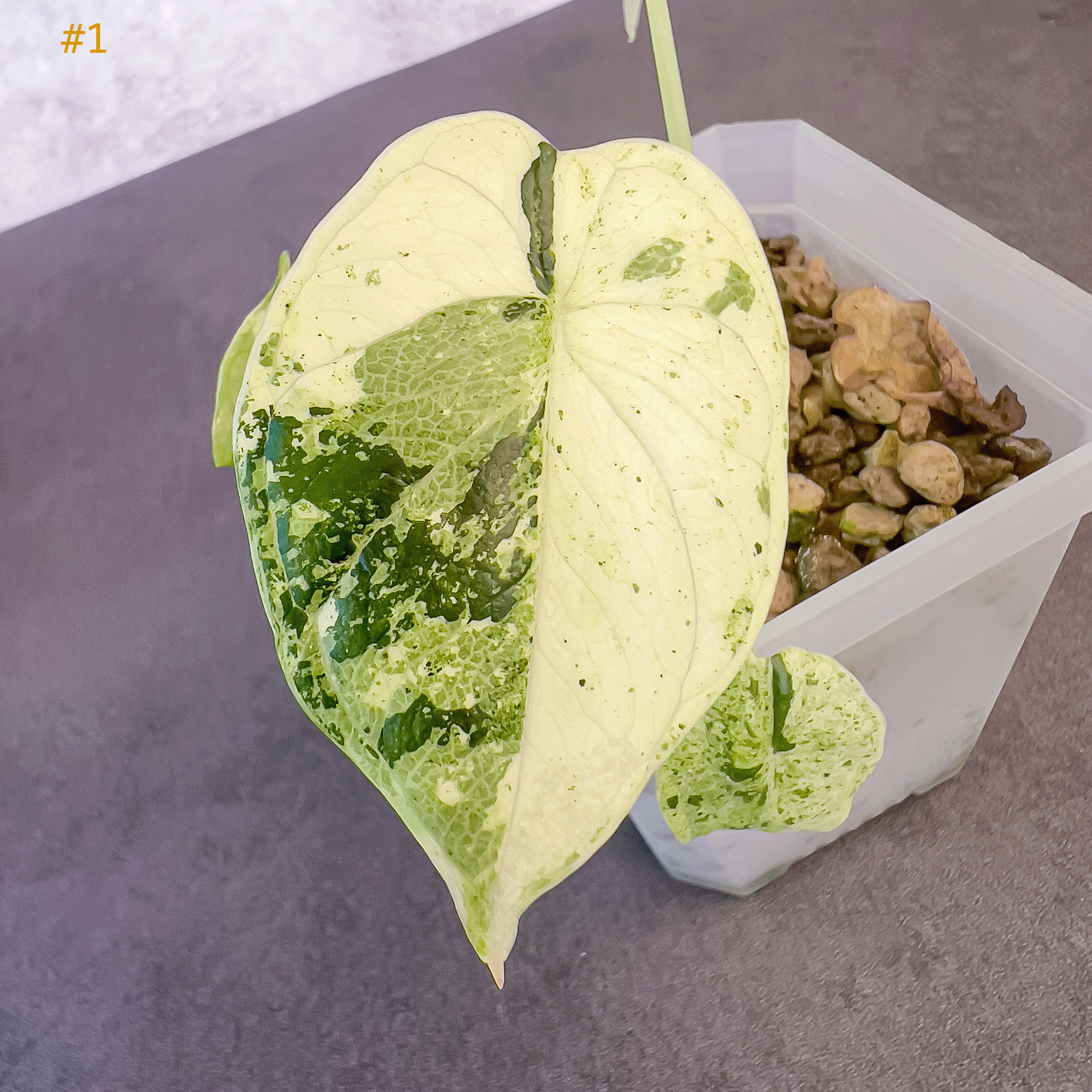 Alocasia Dragon Scale Mint Variegated – ProtoLeaf