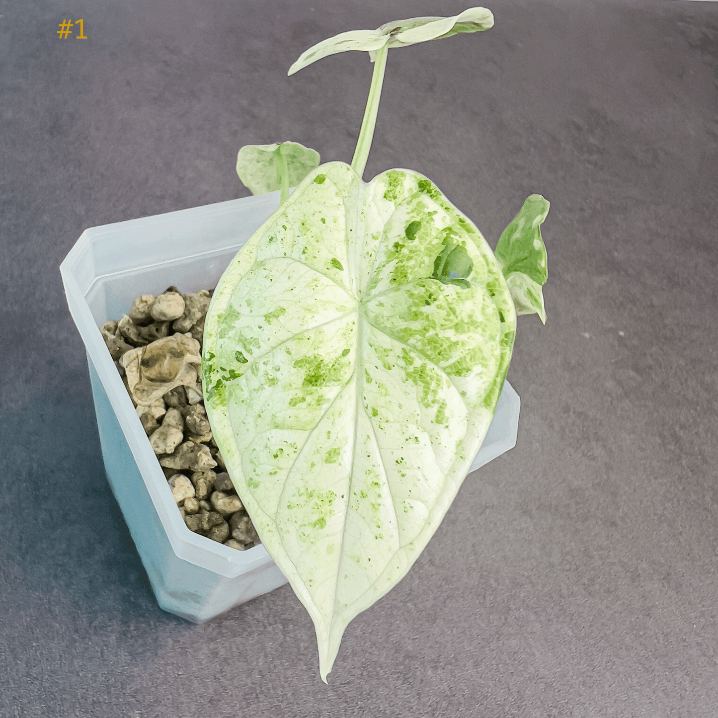 Alocasia Dragon Scale Mint Variegated – ProtoLeaf