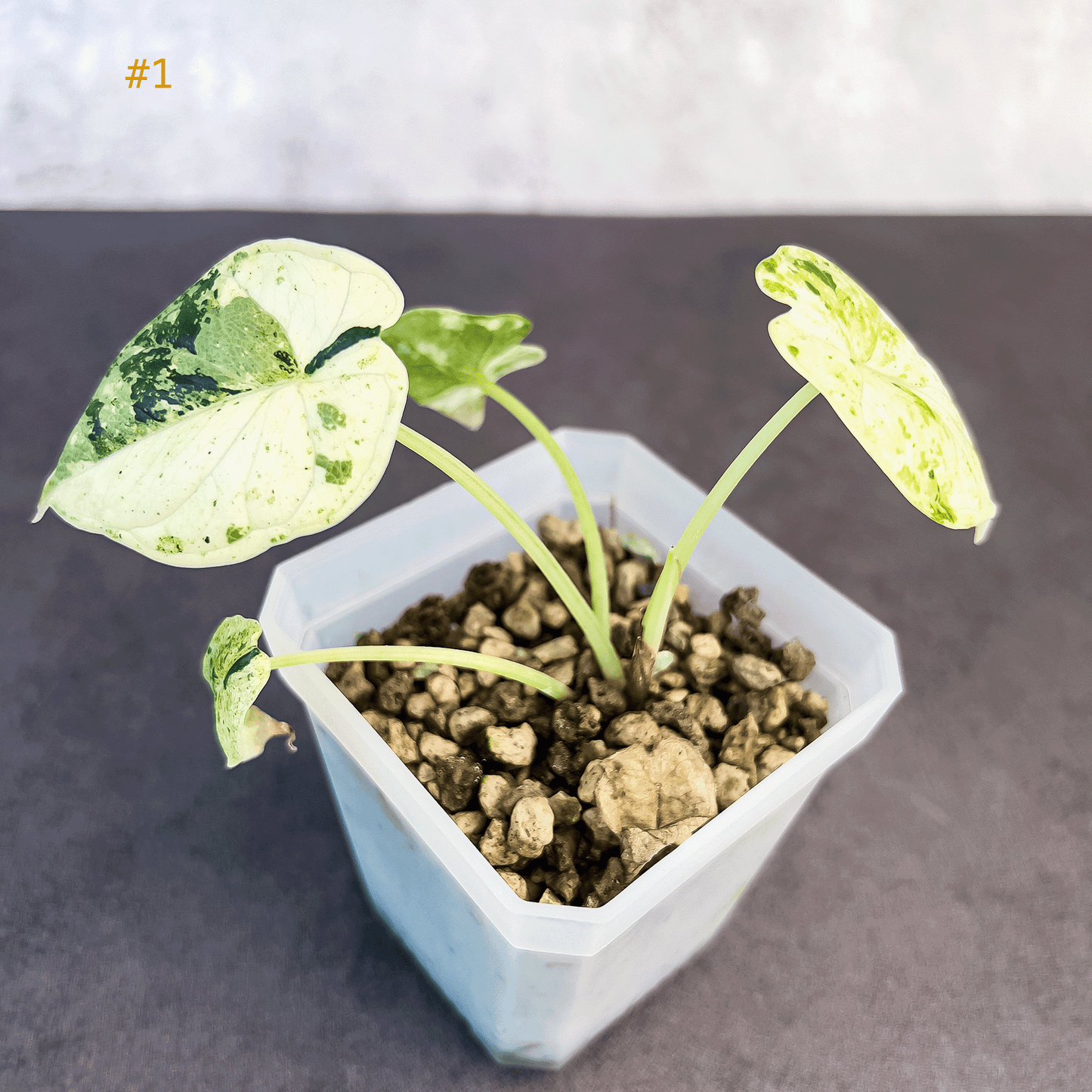 Alocasia Dragon Scale Mint Variegated – ProtoLeaf