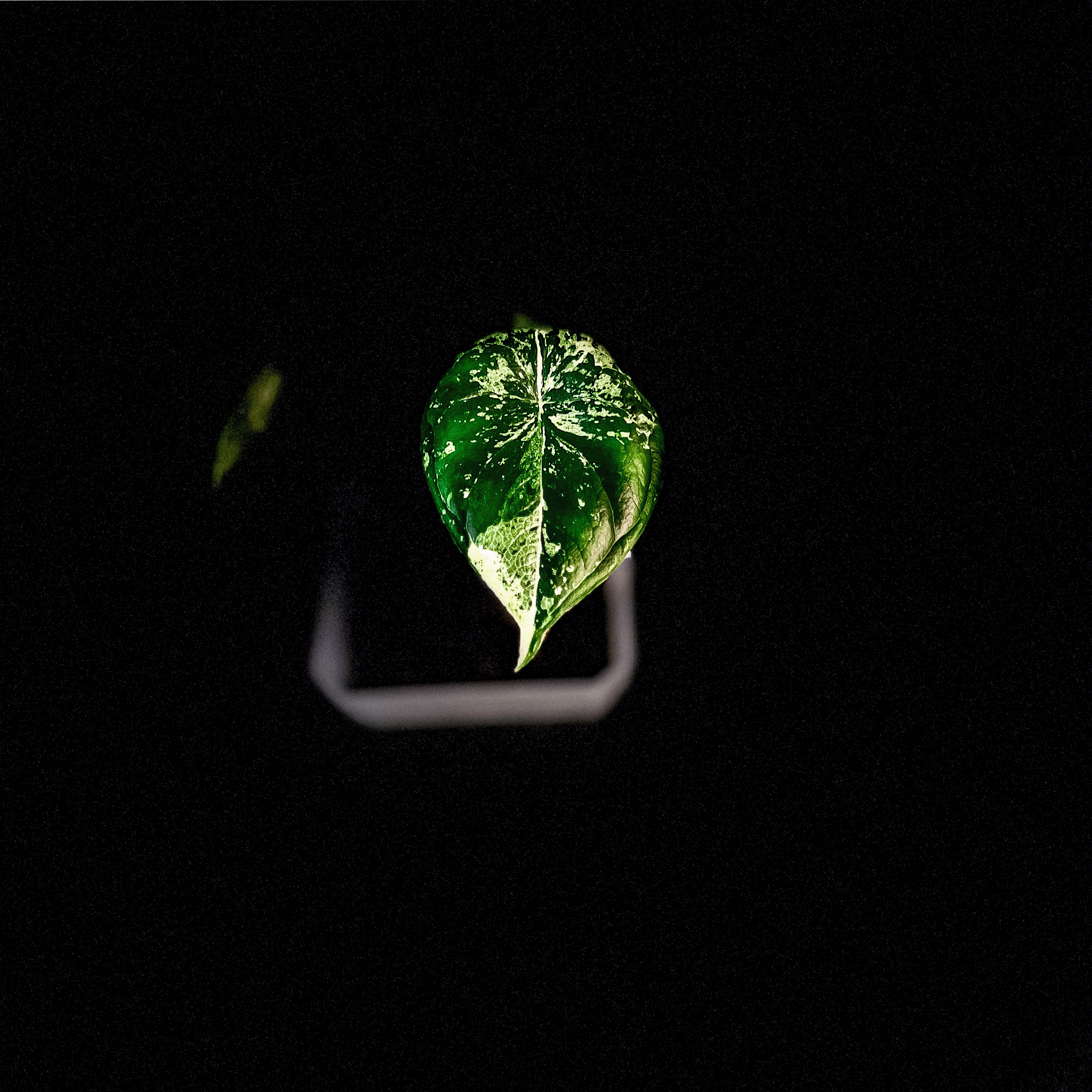Alocasia Dragon Scale Mint Variegated – ProtoLeaf