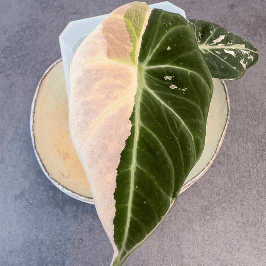 Variegated Alocasia – ProtoLeaf