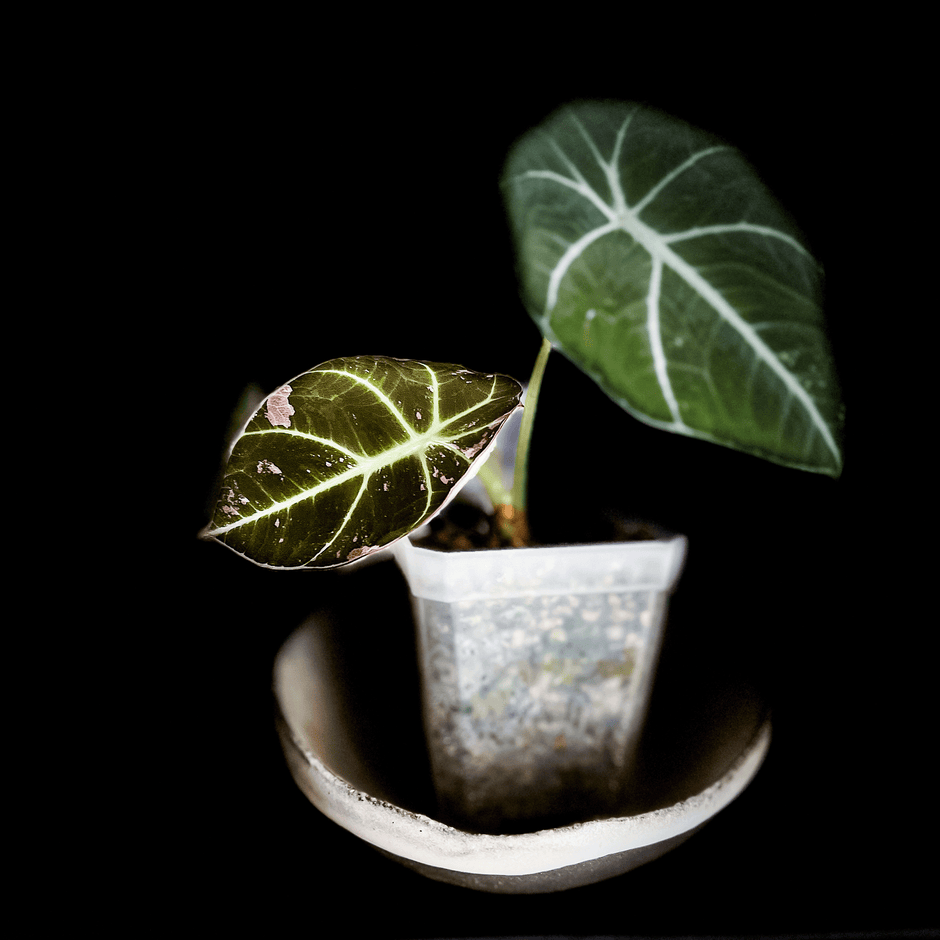 Variegated Alocasia – ProtoLeaf