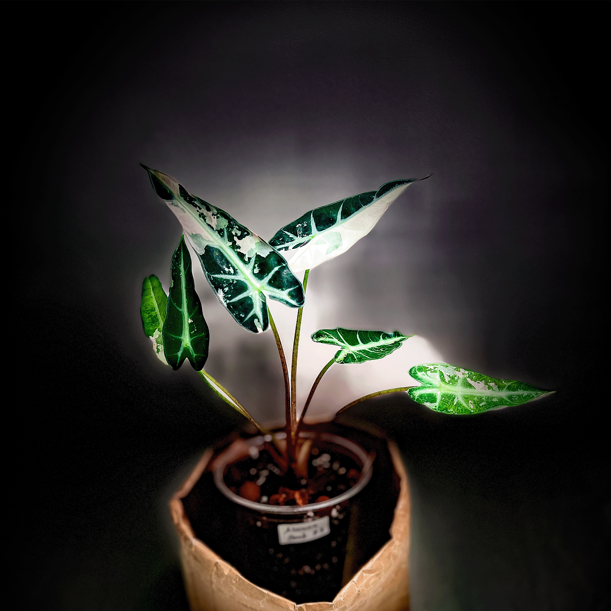 Rare Plant Collection|buy plants online canada|plant store – ProtoLeaf