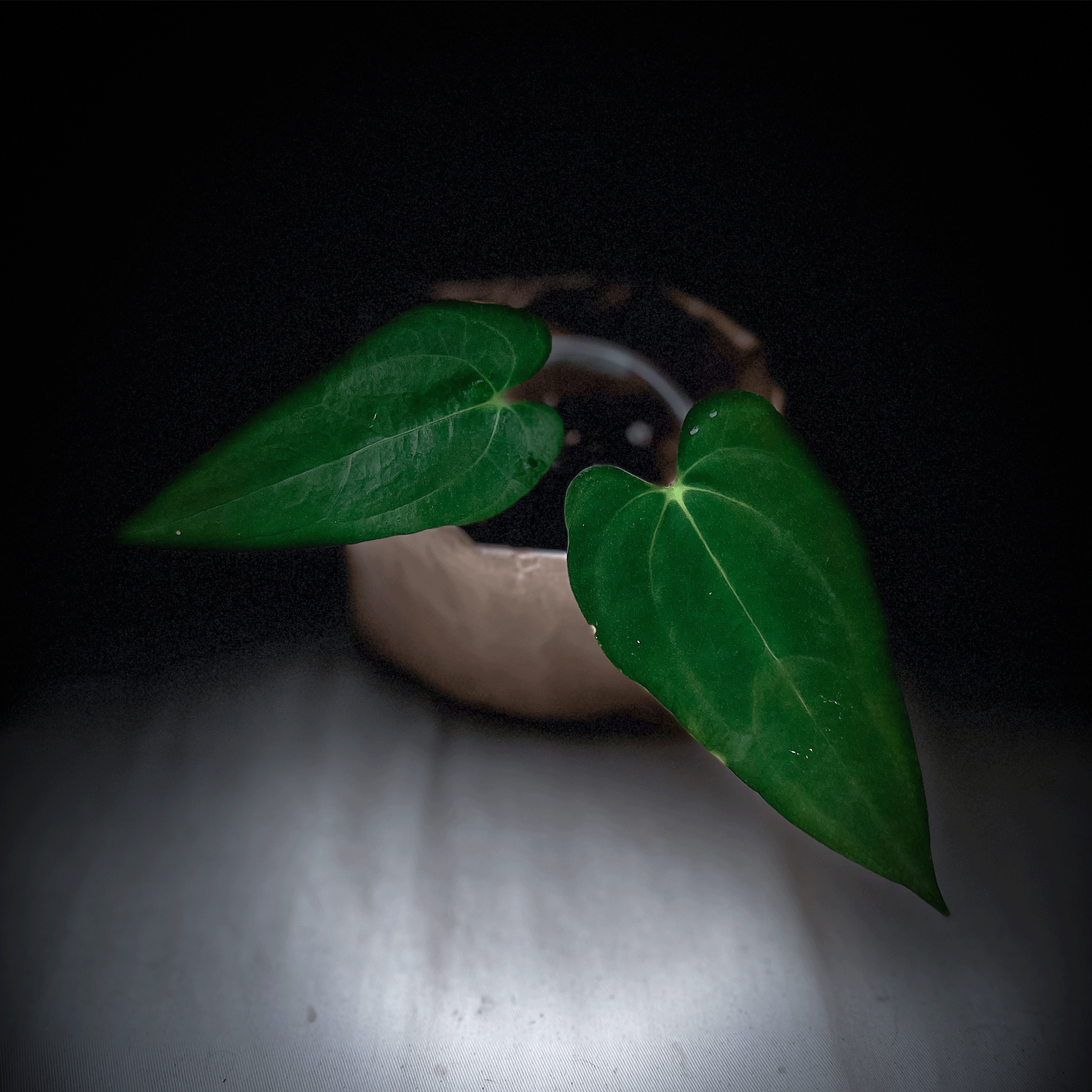 Anthurium Fort Sherman Original | Anthurium FS – ProtoLeaf