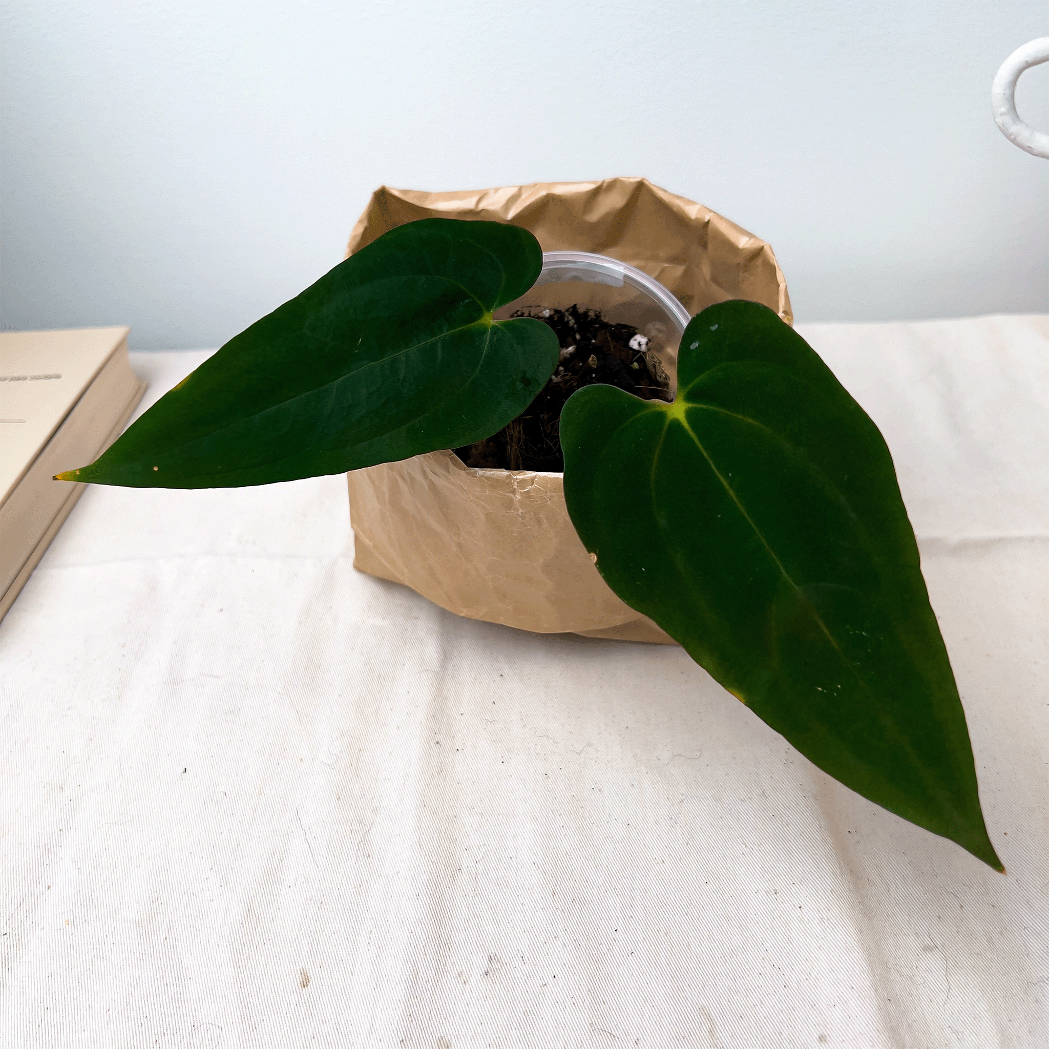 All indoor plants | Buy Plants Online Canada – ProtoLeaf