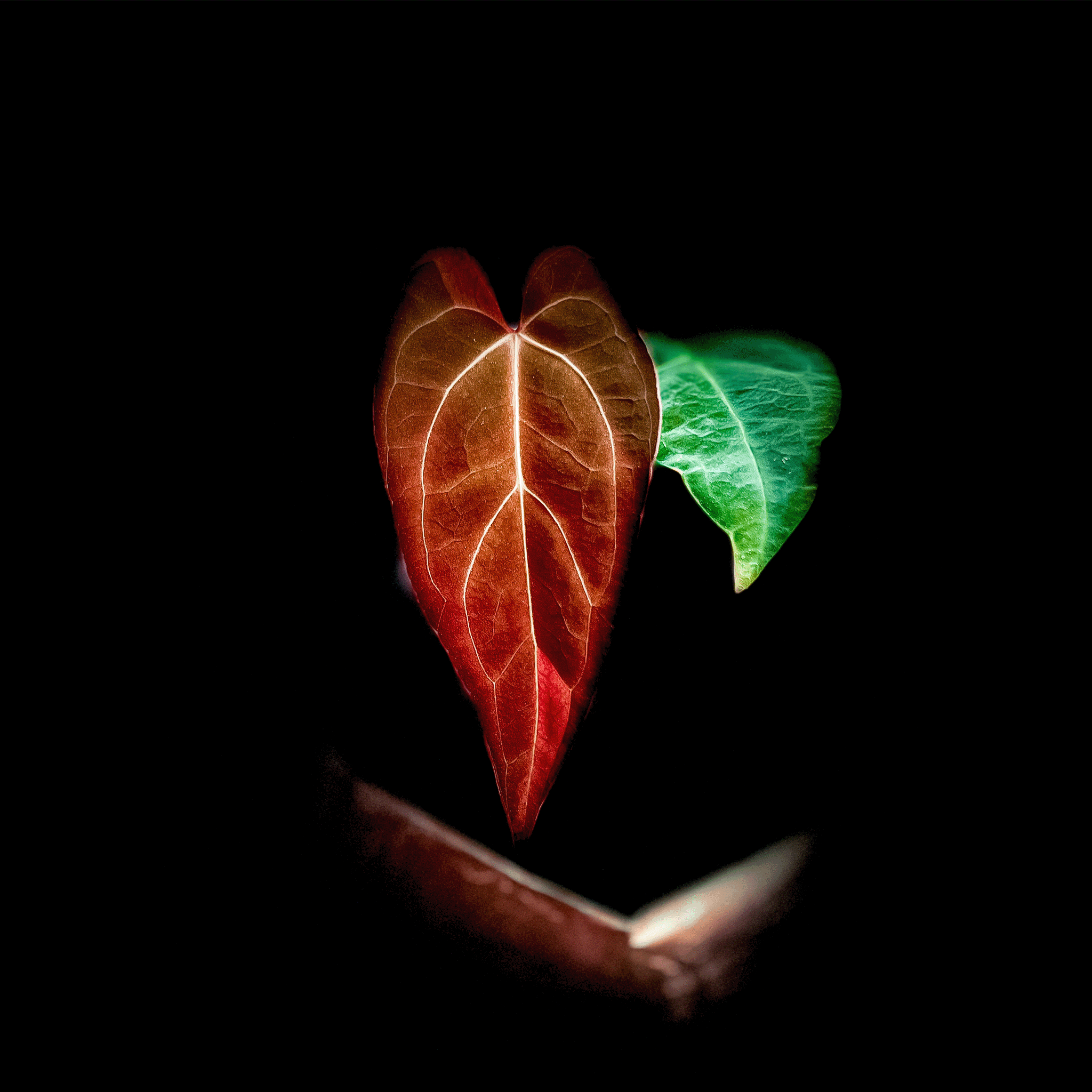 Anthurium Blue Papi X Fort Sherman – ProtoLeaf