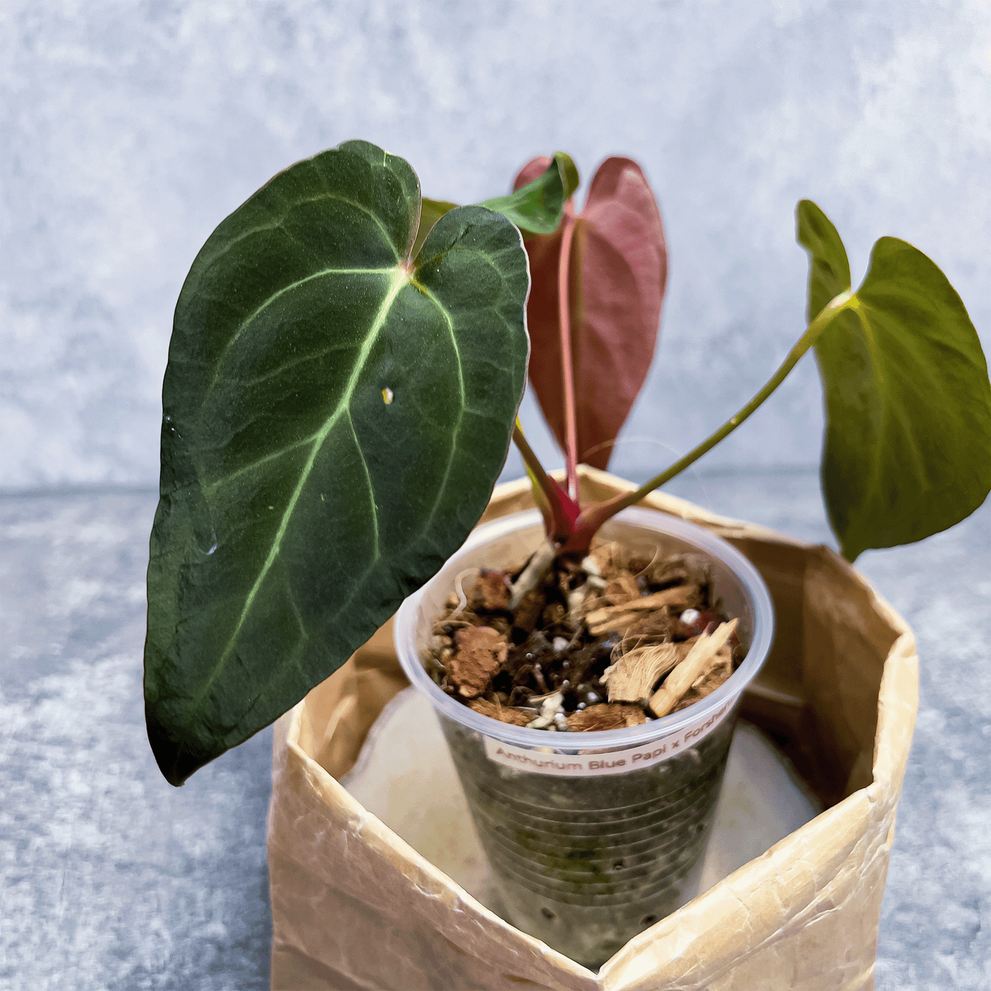 Anthurium Blue Papi X Fort Sherman – ProtoLeaf