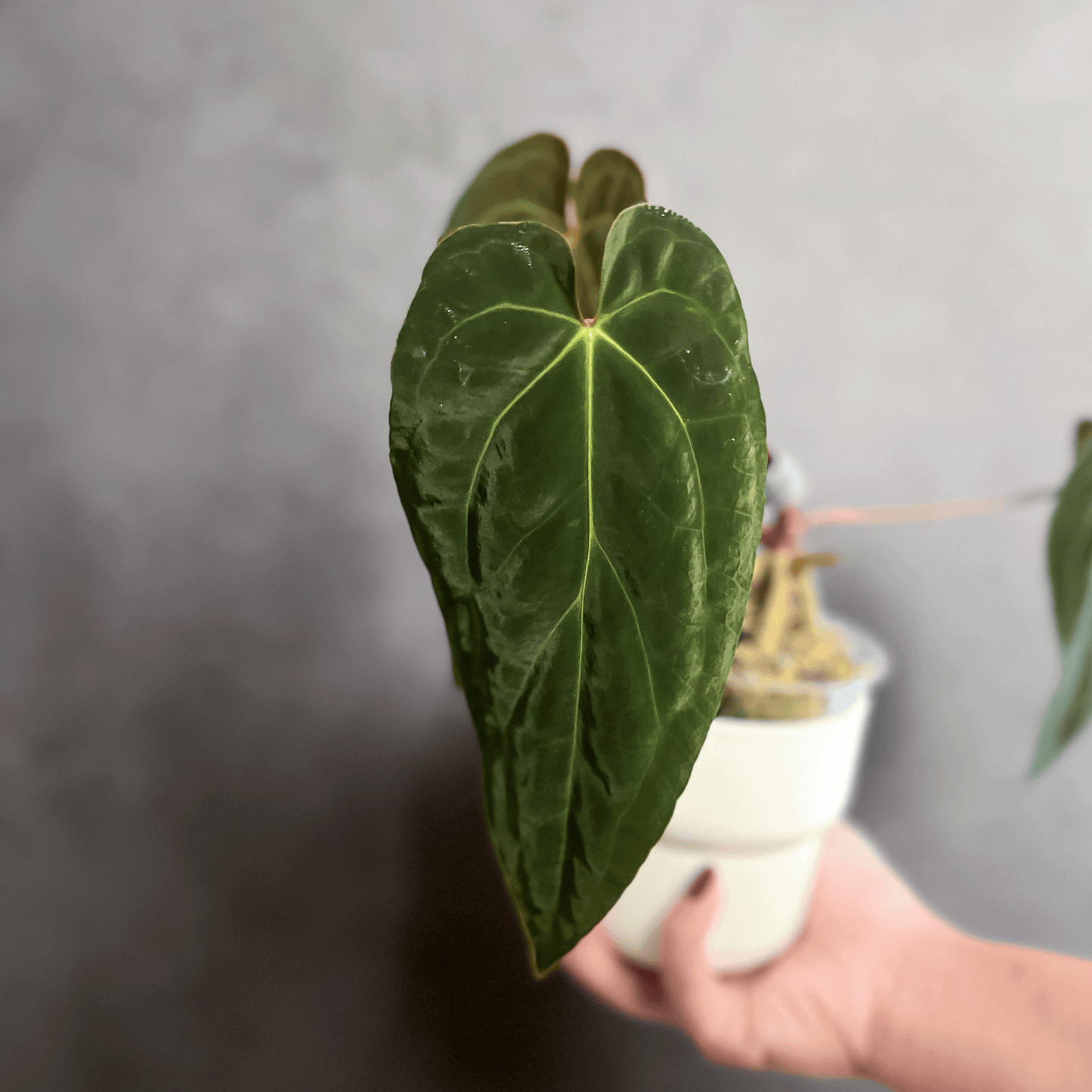 Anthurium Blue Papi X Fort Sherman – ProtoLeaf
