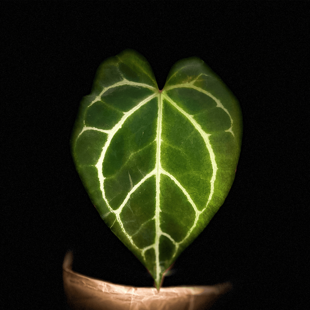 All indoor plants | Buy Plants Online Canada – ProtoLeaf