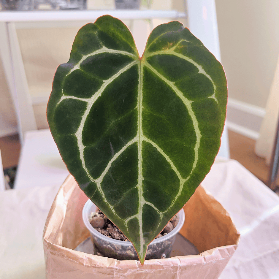 All indoor plants | Buy Plants Online Canada – ProtoLeaf