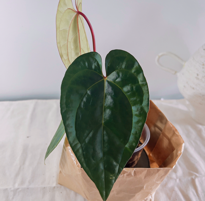 Anthurium Luxurians x Anthurium Dark Phoenix | Tropical Plants – ProtoLeaf