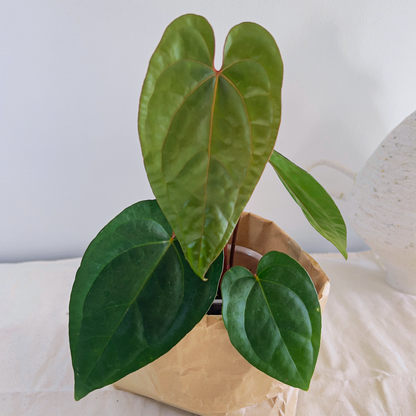 Anthurium Luxurians x Anthurium Dark Phoenix | Tropical Plants – ProtoLeaf
