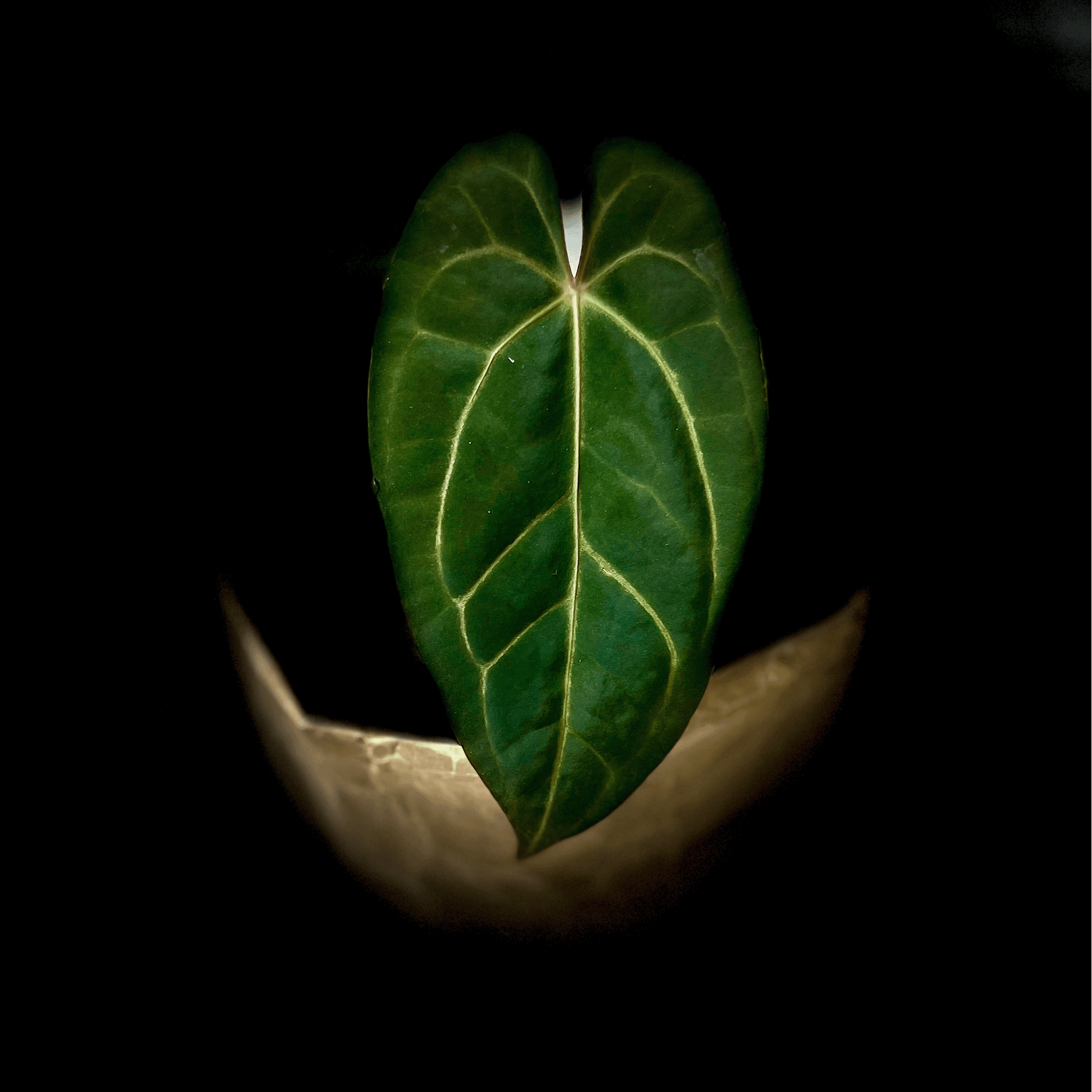 Anthurium Dark Phoenix | Buy Anthurium Online Canada – ProtoLeaf