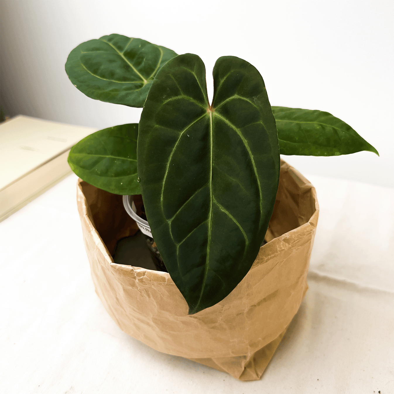Anthurium Dark Phoenix | Buy Anthurium Online Canada – ProtoLeaf