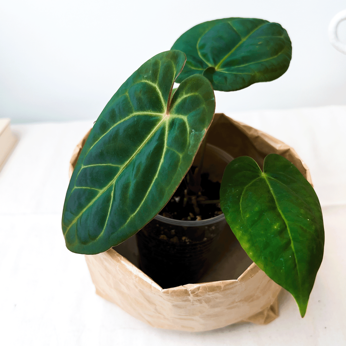 Anthurium Dark Phoenix | Buy Anthurium Online Canada – ProtoLeaf